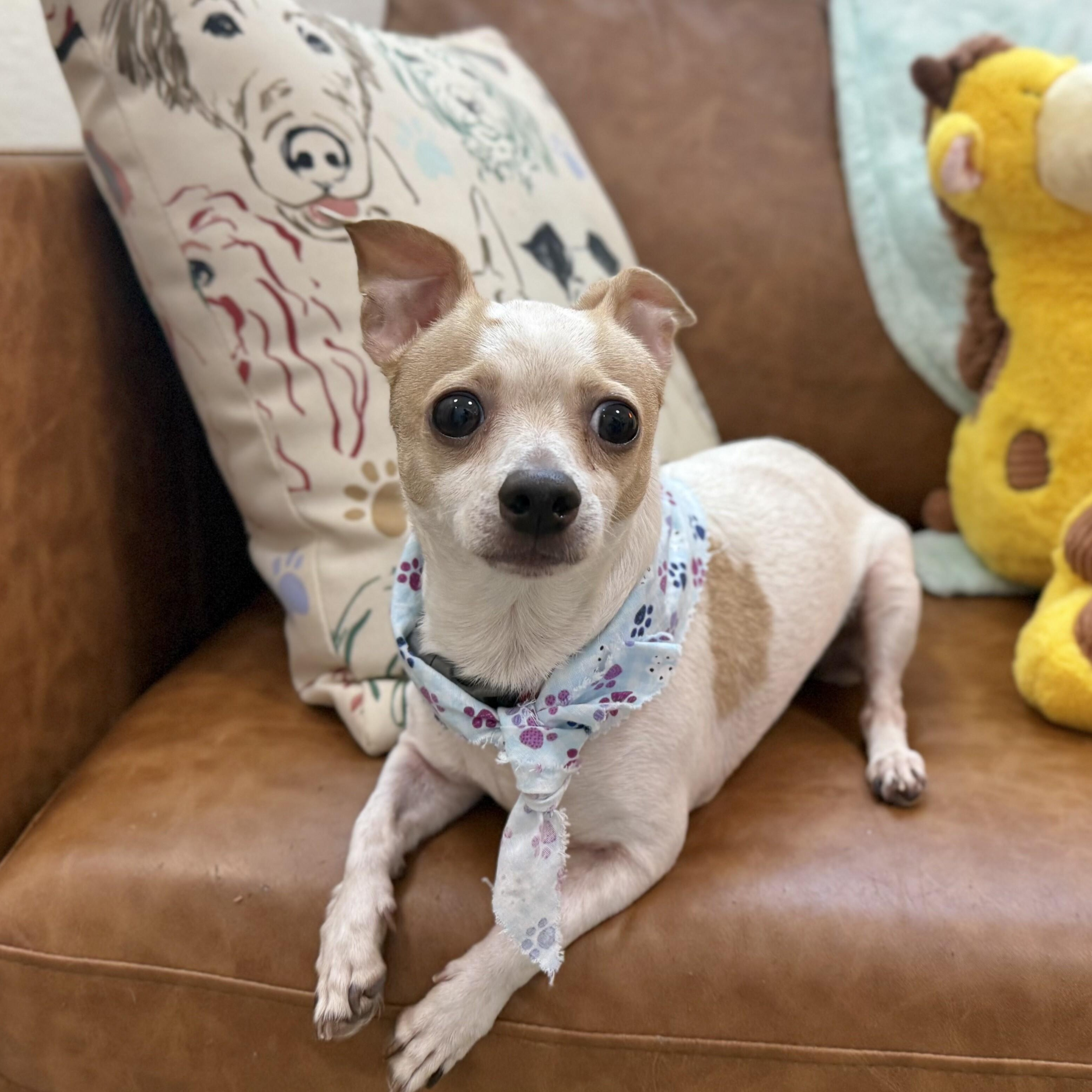 Dog for adoption - Aro Lovely, a Chihuahua Mix in Hartford, CT | Petfinder