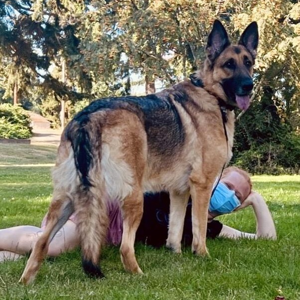 Dog for adoption - Shay Belle the Easy Going Love Bug, a German ...