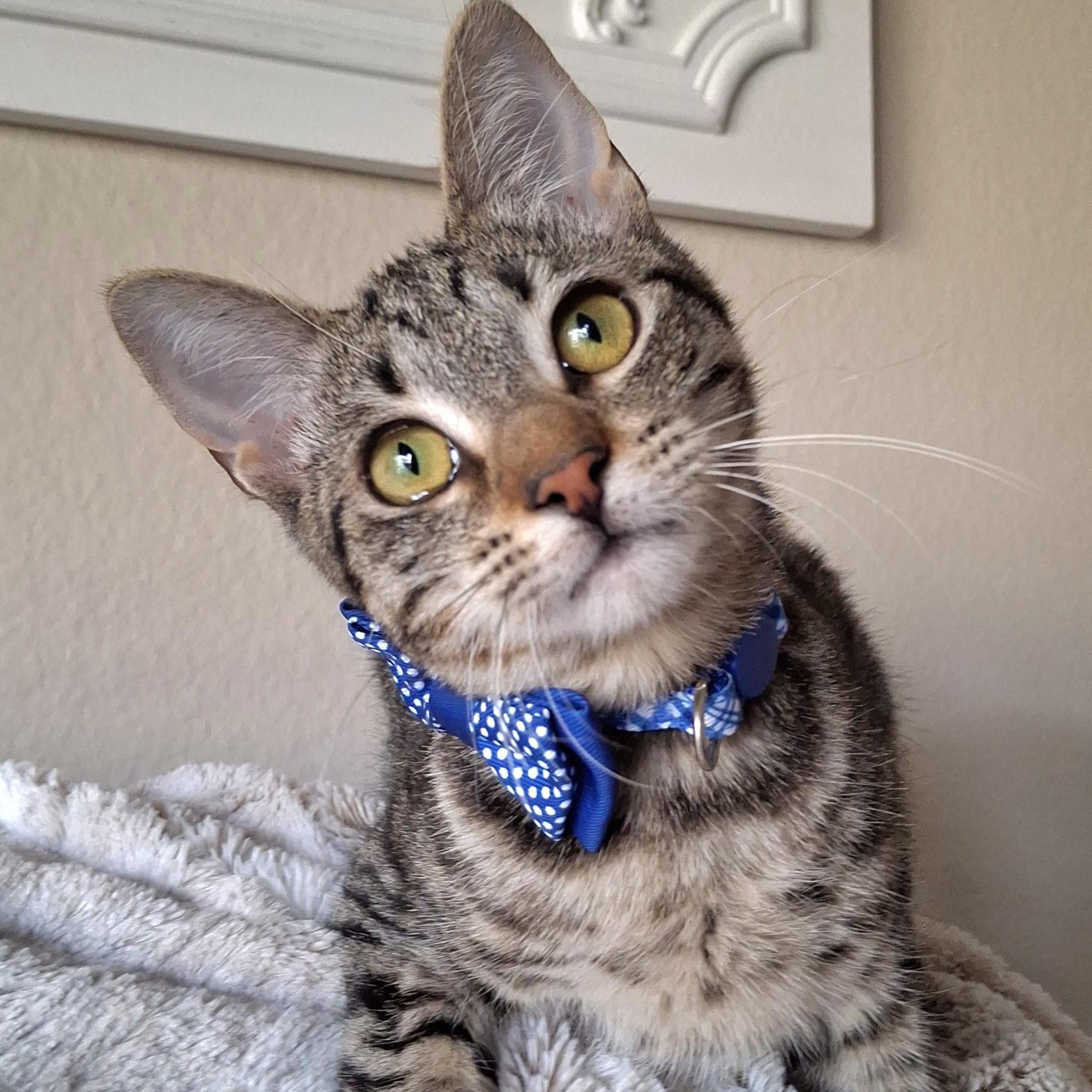 Cat for adoption - :::Tommy:::, a Domestic Short Hair & Extra-Toes Cat ...