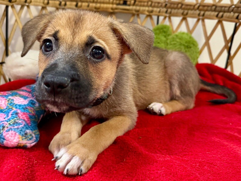 Dog for adoption - Carmel Cookie, a German Shepherd Dog & Labrador ...