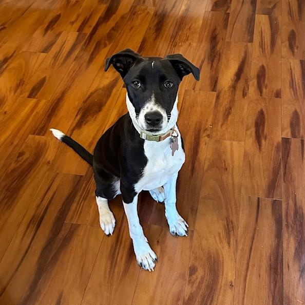 Dog for adoption - Meet Pepper – Your Loyal, Affectionate & Loving ...