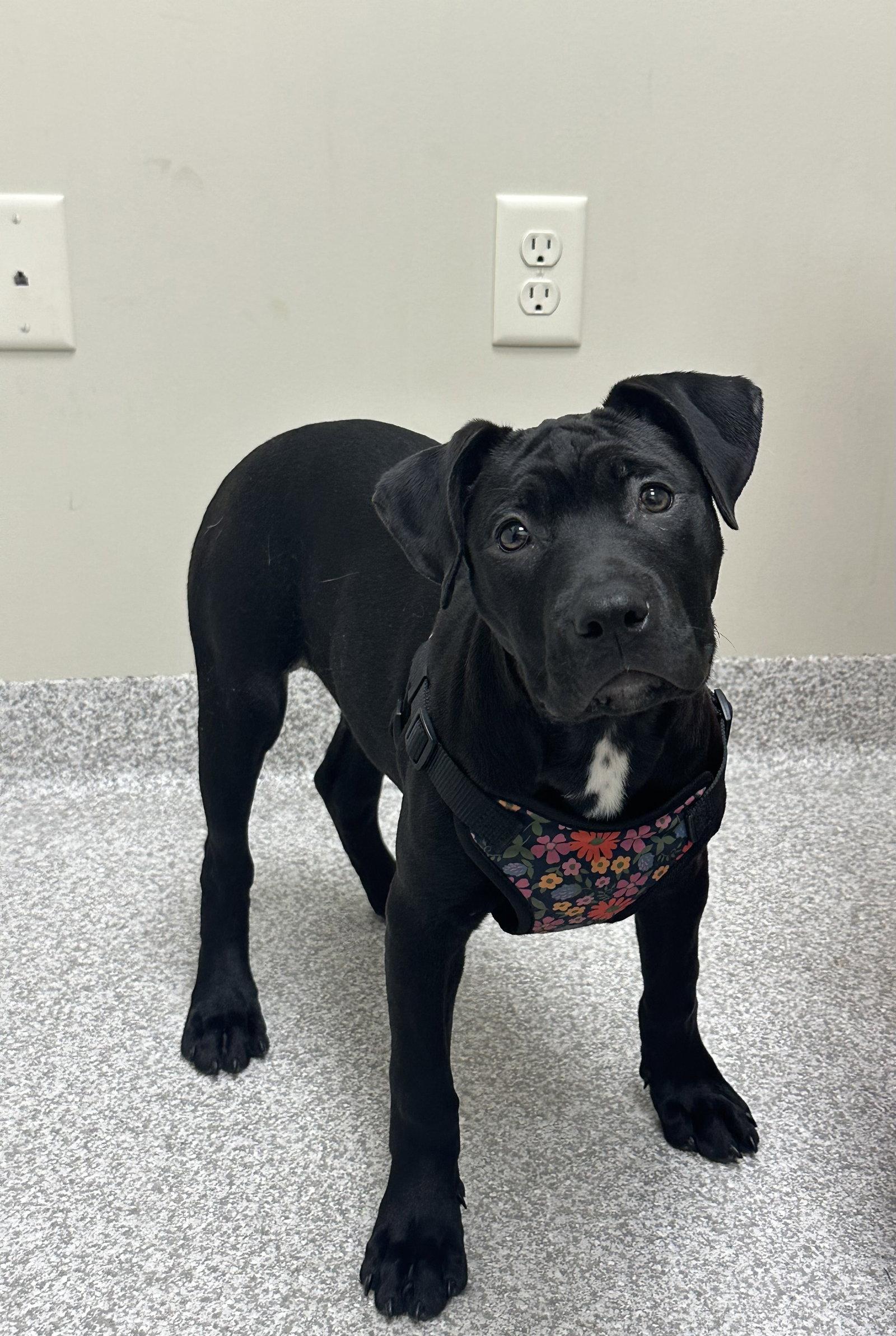 Raven - Adoptable Pet | Petfinder | Petfinder