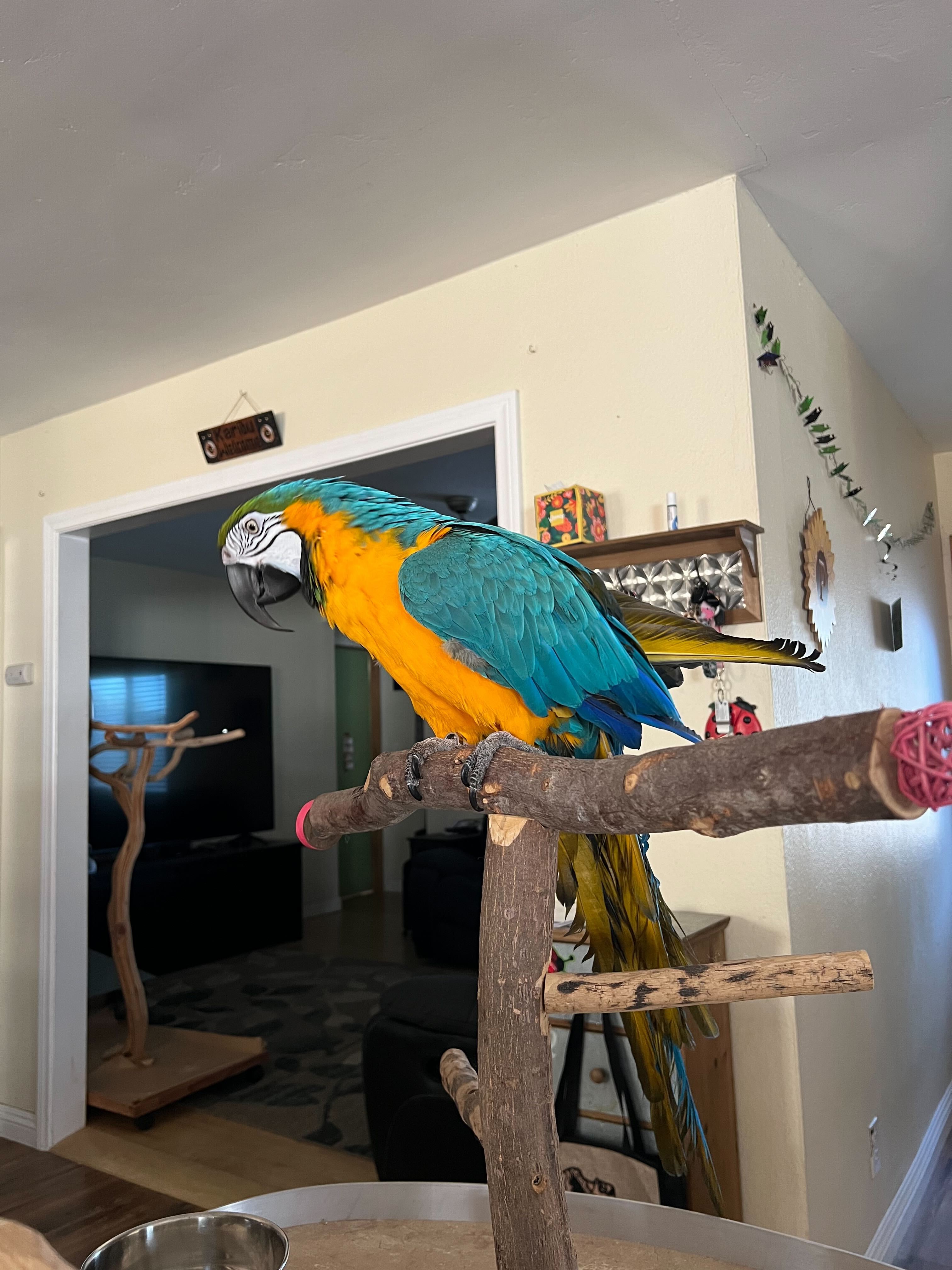 Parrots for Adoption - Parrot Education & Adoption Center