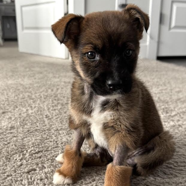 Dog for adoption - Nova, a German Shepherd Dog Mix in Willowbrook, IL | Petfinder