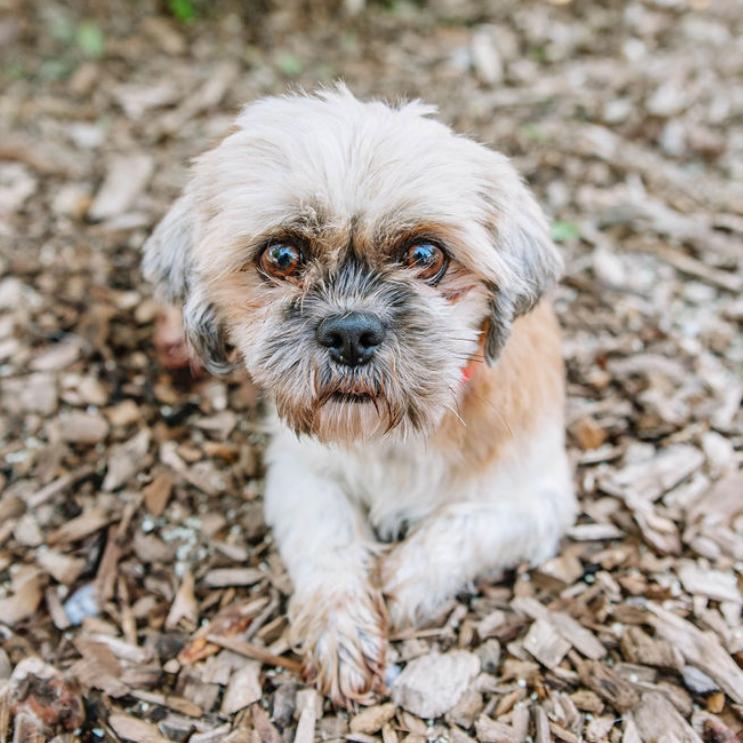 Dog for adoption - Norma Jean, a Shih Tzu in Chester Springs, PA ...