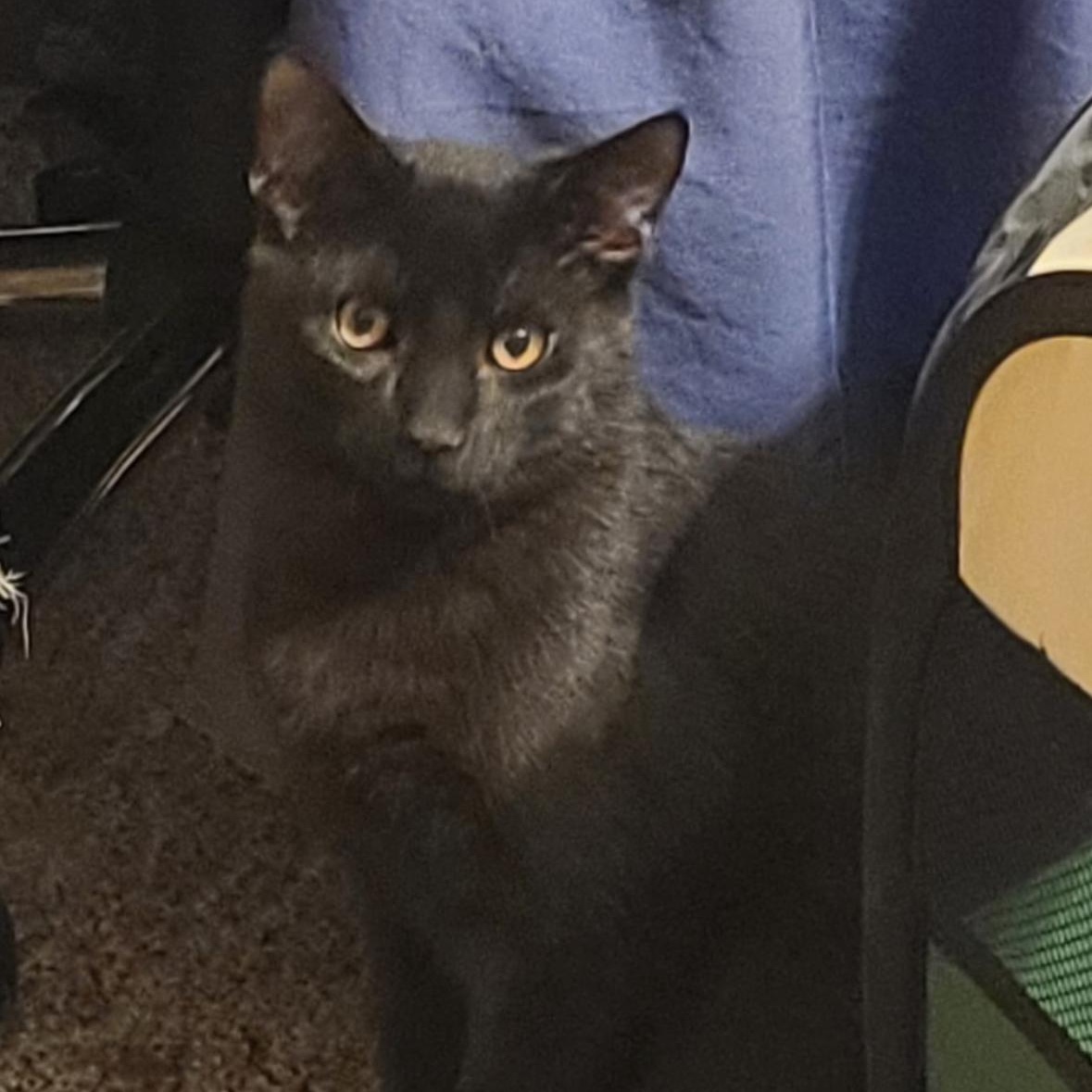 Cat for adoption - Huey, a Domestic Short Hair in Flint, MI | Petfinder