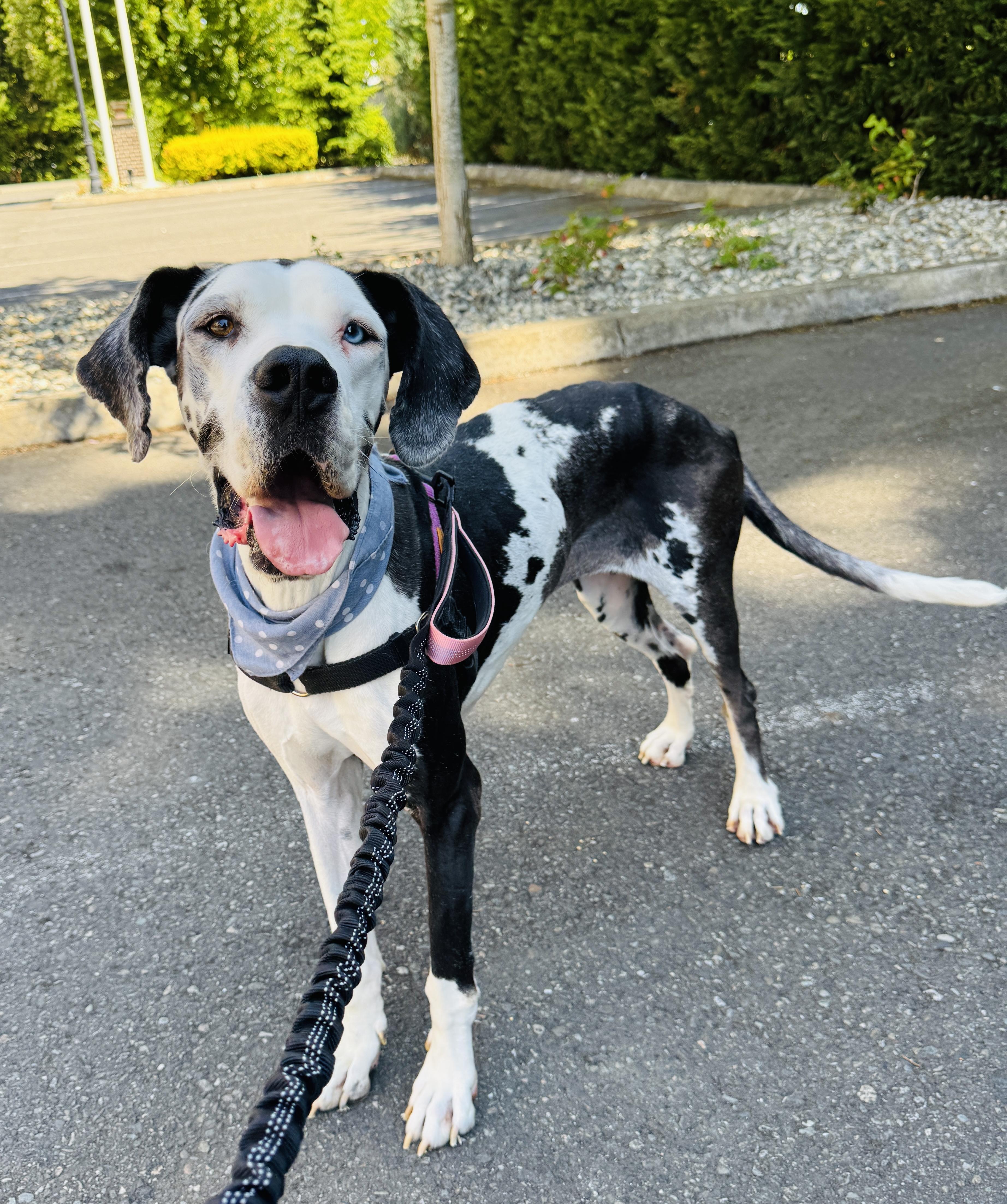 Dog for adoption - Briscoe, a Great Dane in lynnwood , WA | Petfinder