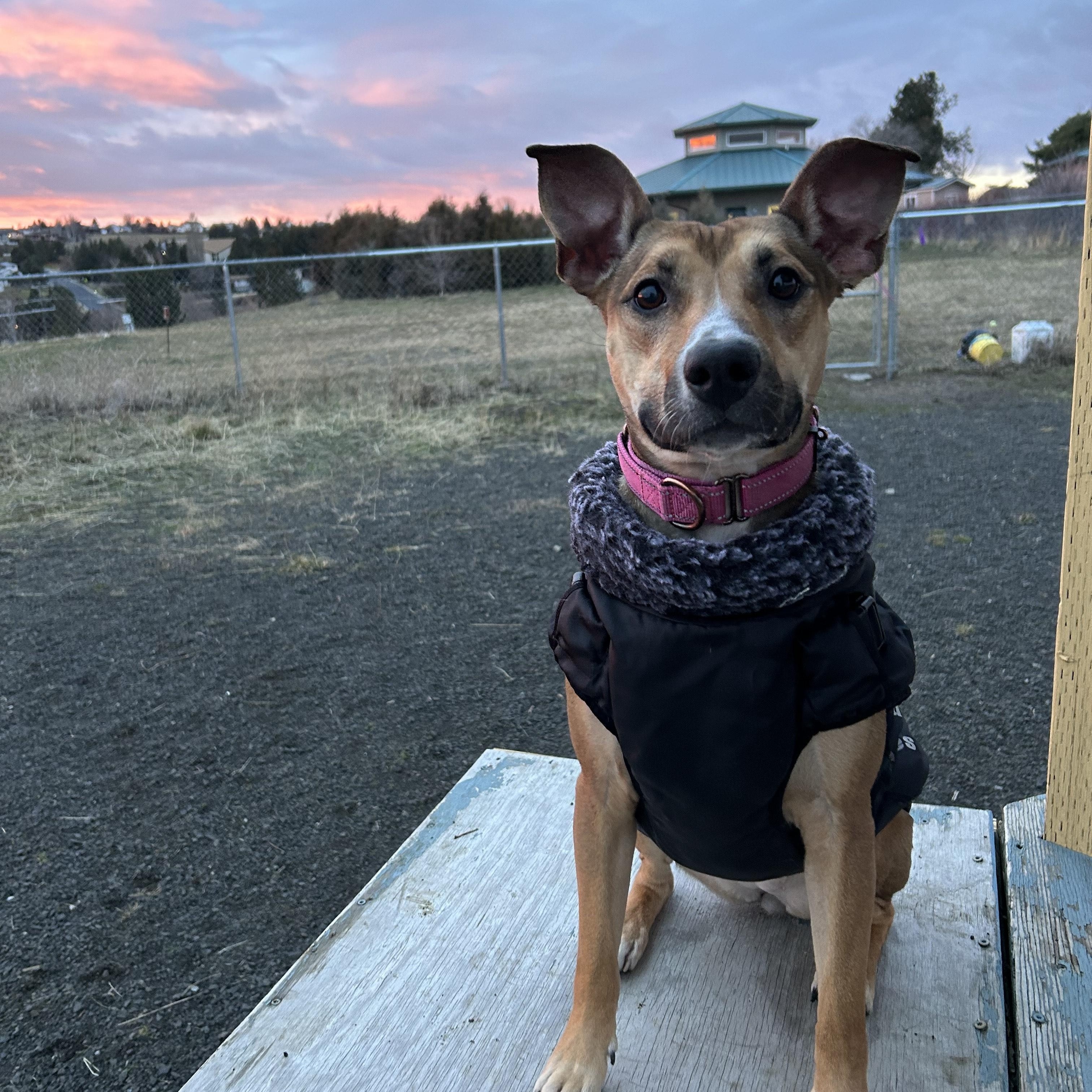 Dog for adoption - Portobella, a Pit Bull Terrier in Pullman, WA ...