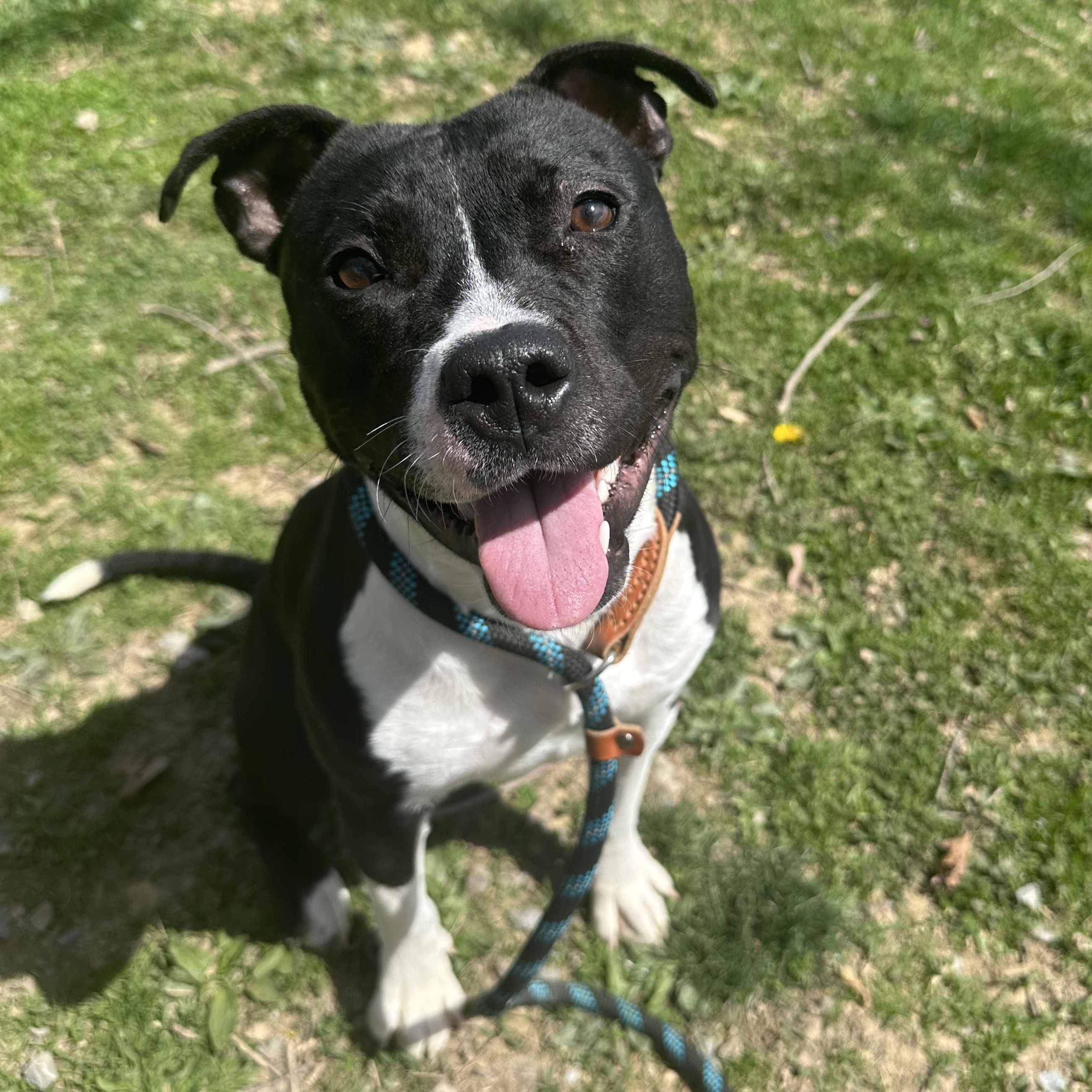 Dog for adoption - Airabella (currently living in a foster home!), a Pit Bull Terrier Mix in ...