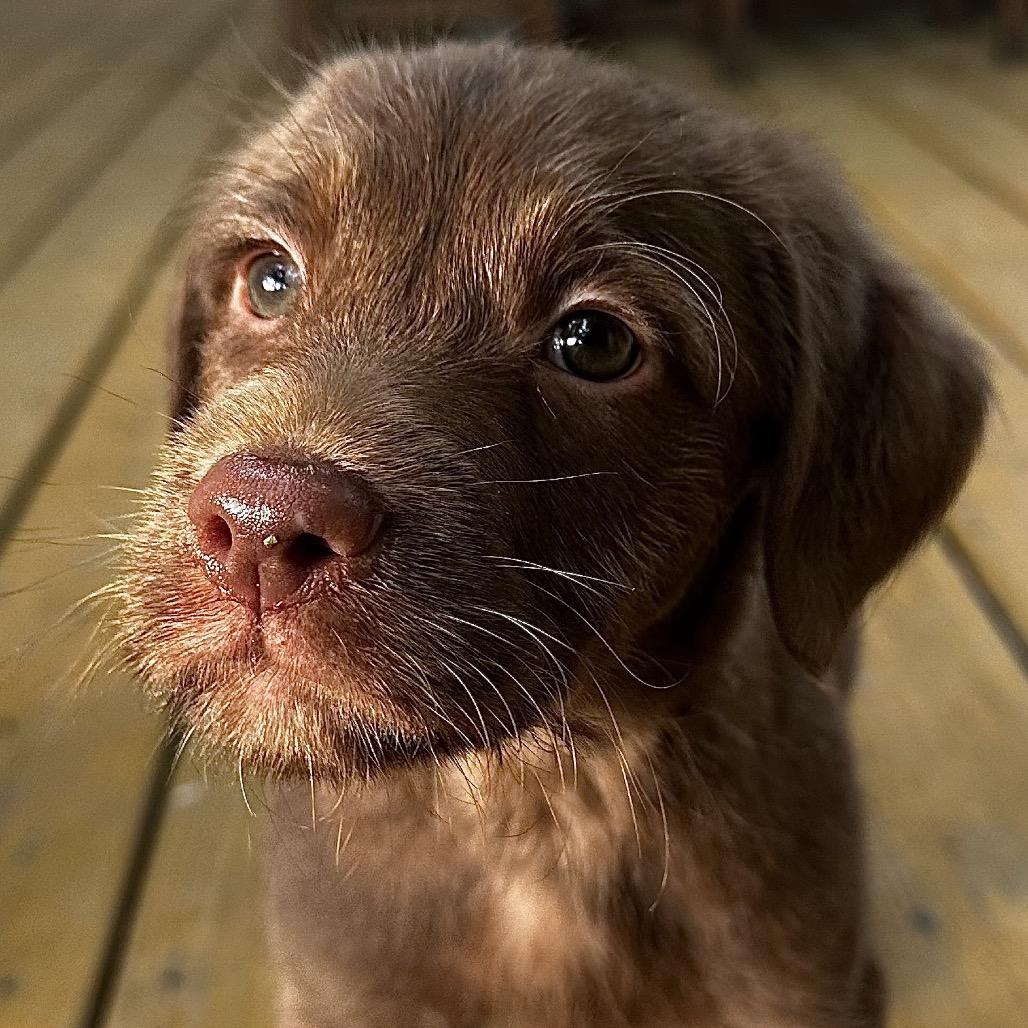 Dog for adoption - Britney, a Chocolate Labrador Retriever & Spaniel ...