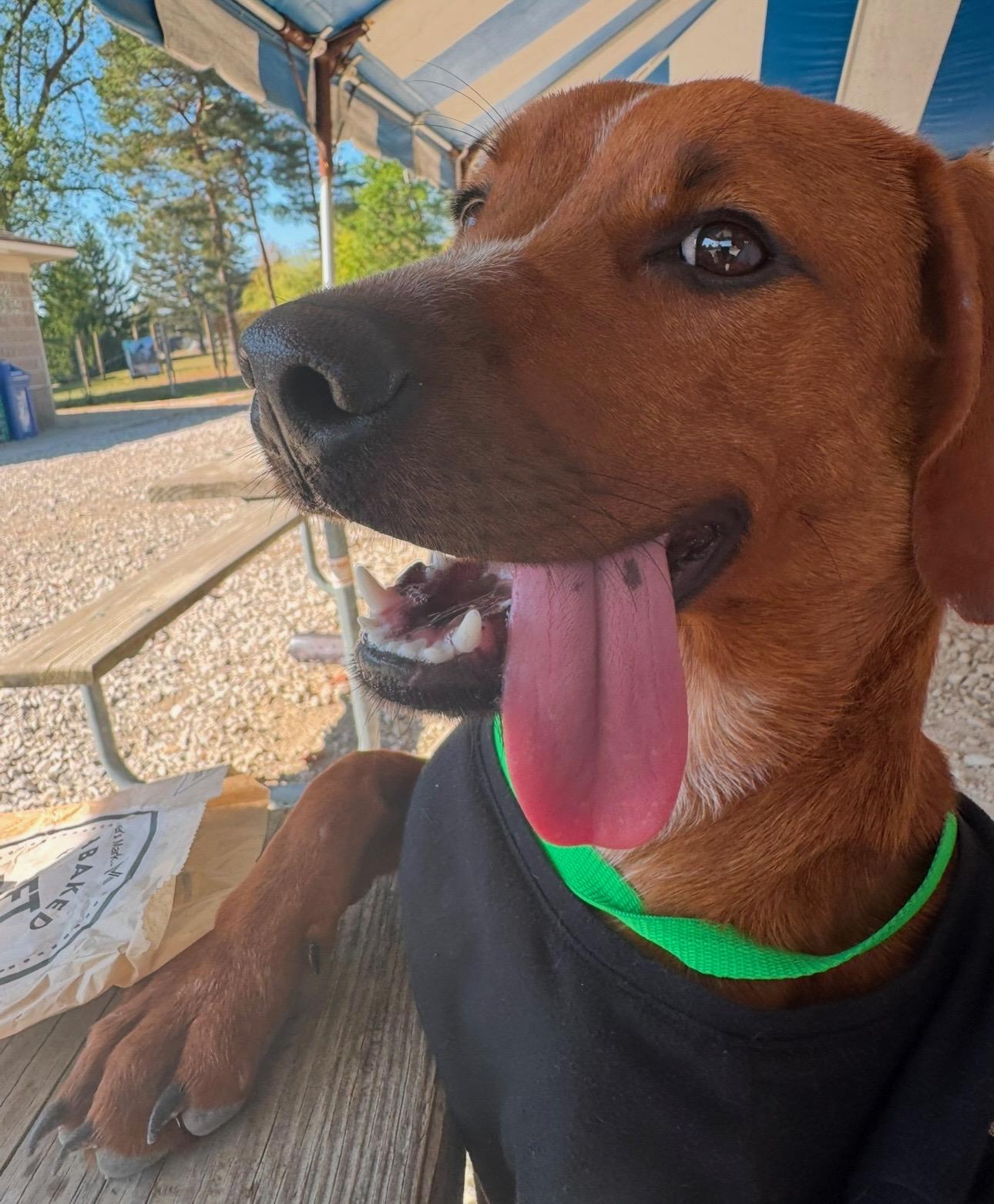 Dog for adoption - April, a Labrador Retriever & Hound Mix in Ann Arbor ...