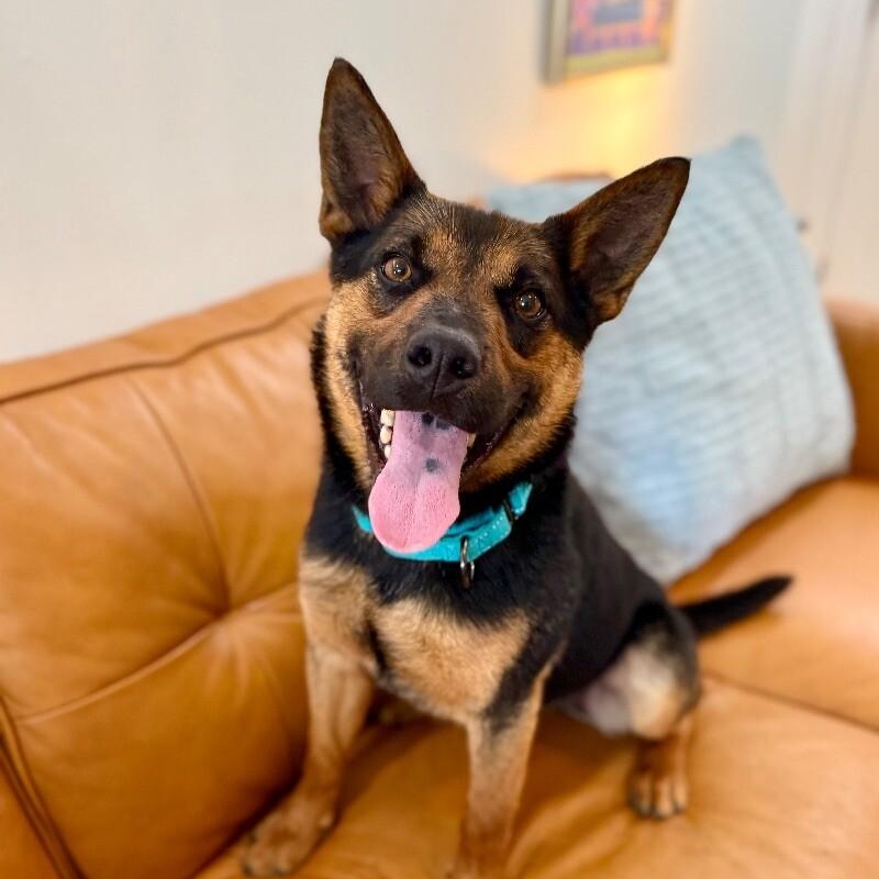 Dog for adoption - Pinky Pie the mini shepherd with the mighty soul, a ...