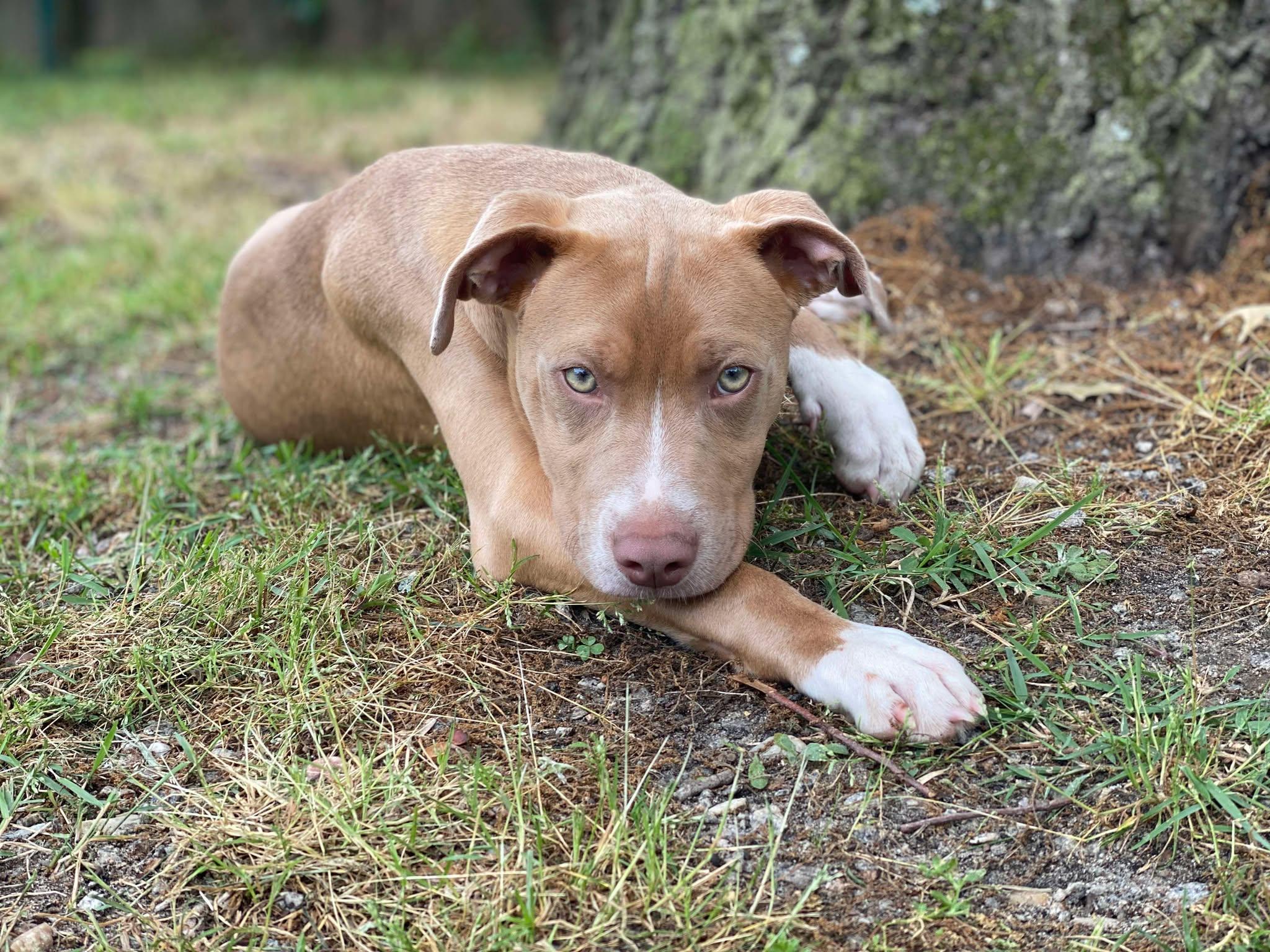 Dog for adoption - Bruno, a Pit Bull Terrier Mix in Hartford, CT ...