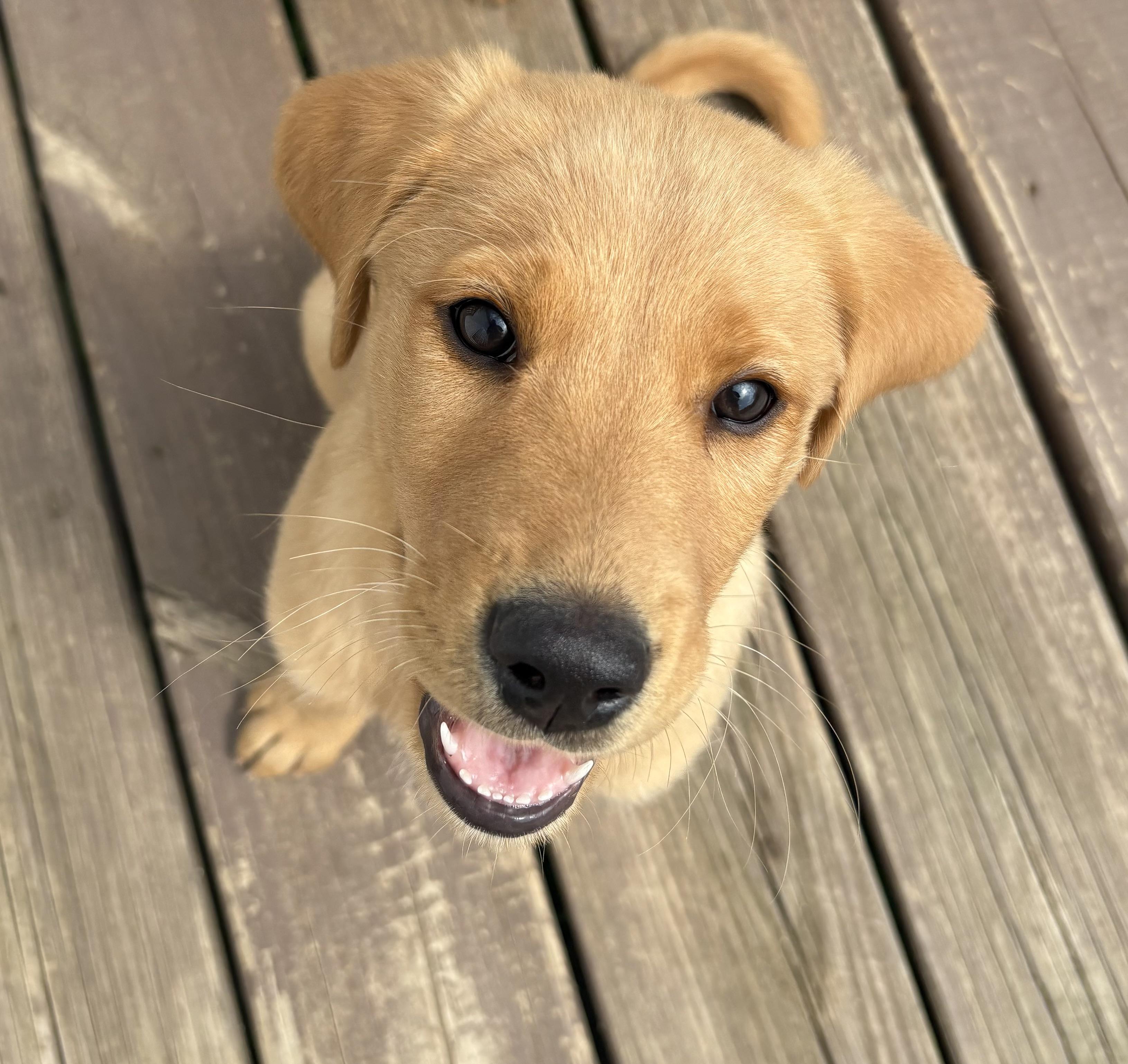 Dog for adoption - Cedar, a Labrador Retriever Mix in Lacon, IL | Petfinder