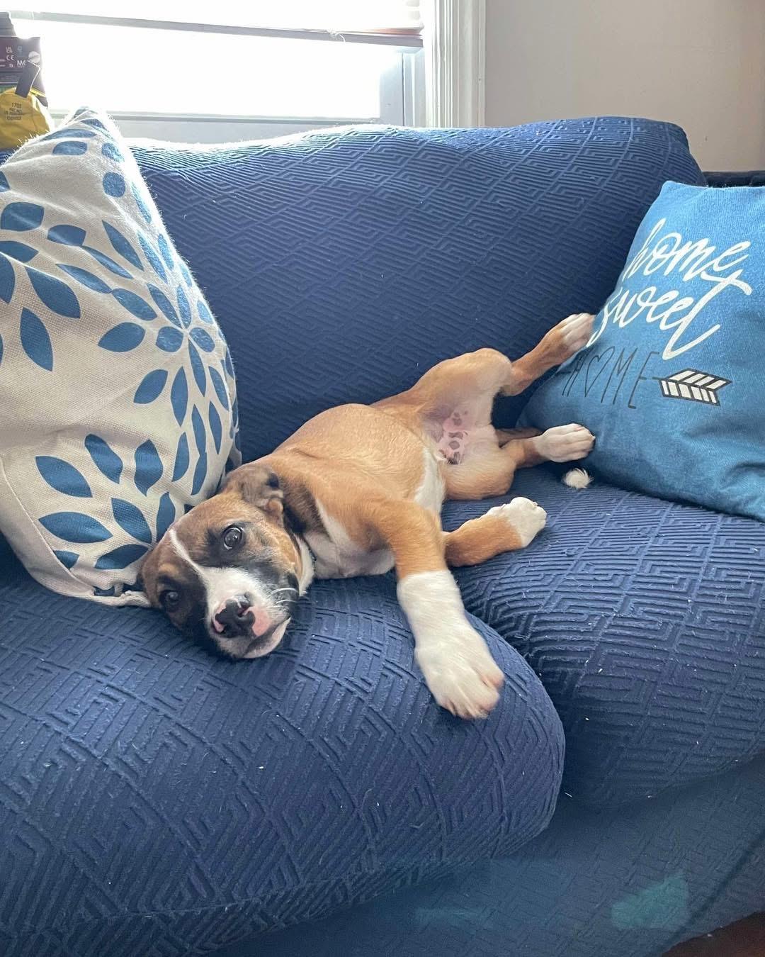 Dog for adoption - Donald Duck, a Boxer Mix in Chantilly, VA | Petfinder