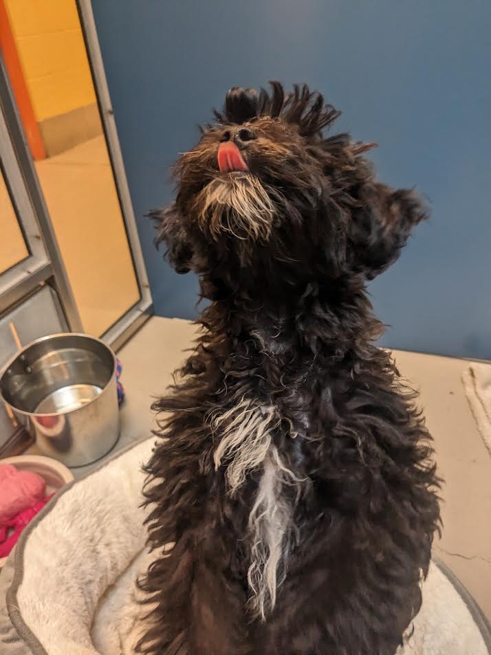 ADOPT - Whatcom Humane Society