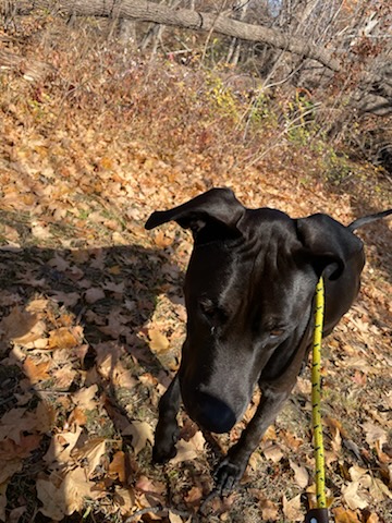 Dog for adoption - Jet, a Black Labrador Retriever & Pit Bull Terrier ...