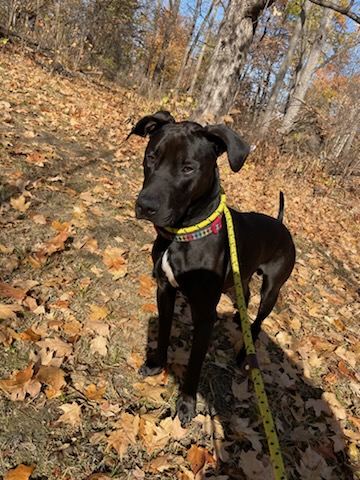 Dog for adoption - Jet, a Black Labrador Retriever & Pit Bull Terrier ...