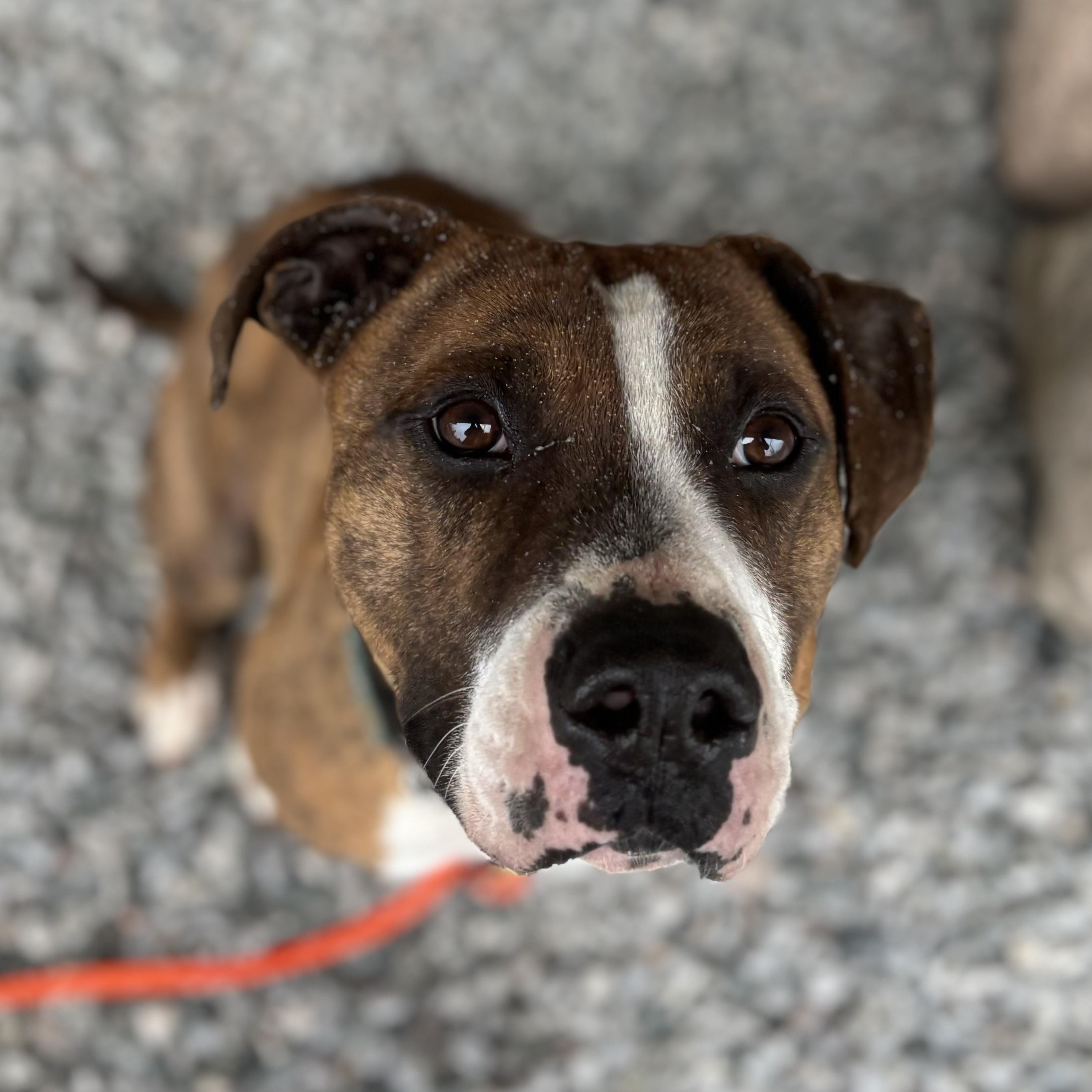 Dog for adoption - RIGGS, a Boxer Mix in Toronto, ON | Petfinder