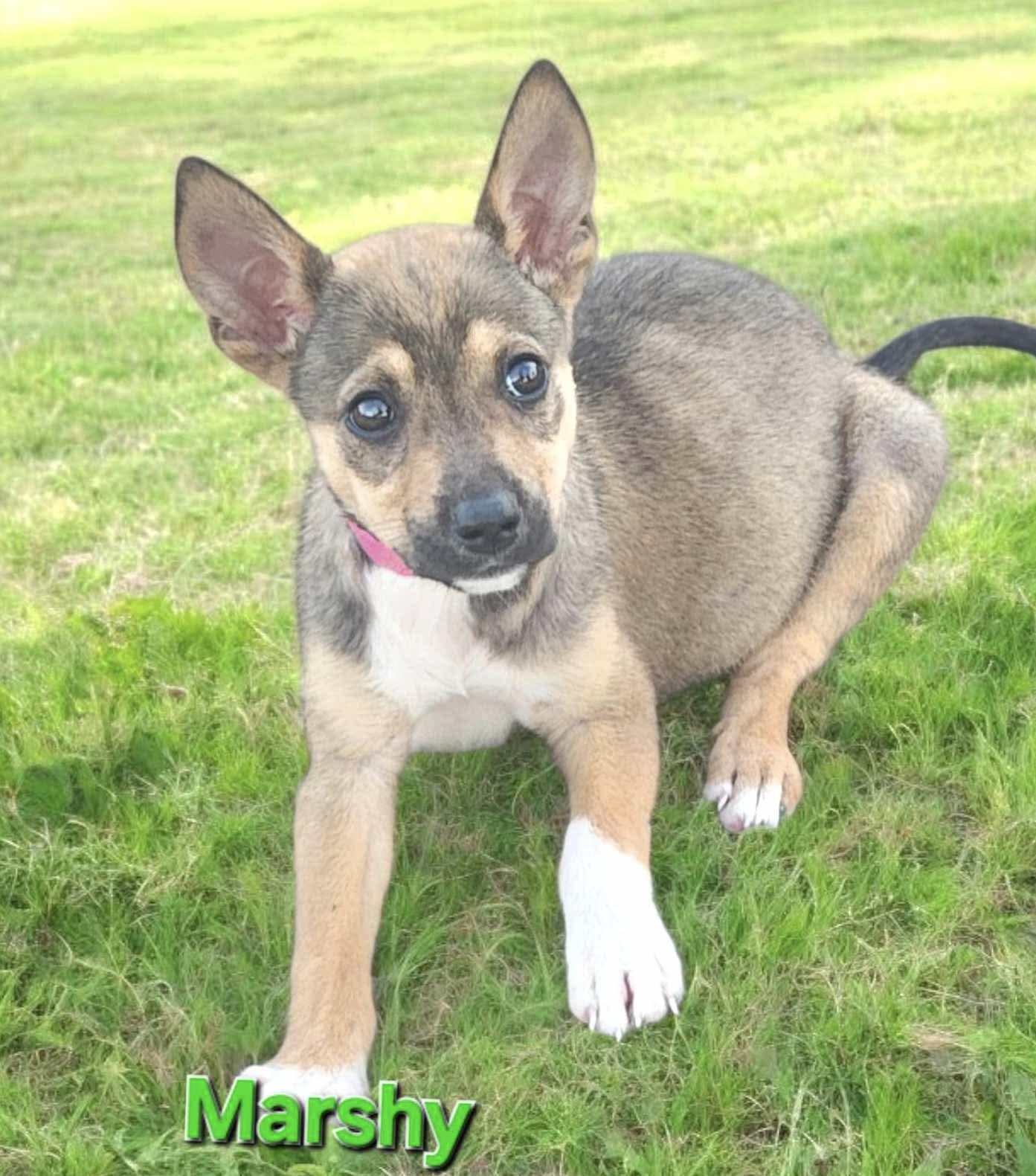 Dog for adoption - Marshy, an Australian Cattle Dog / Blue Heeler ...