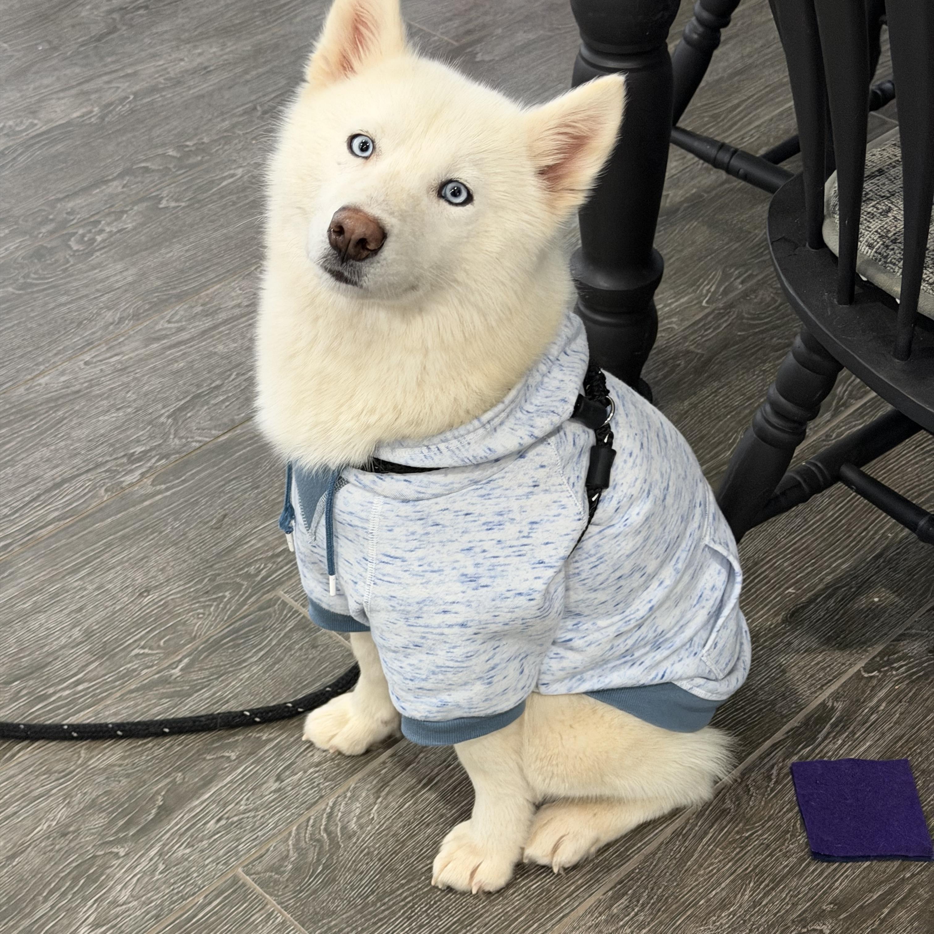 Tink - Adoptable Pet | Petfinder | Petfinder
