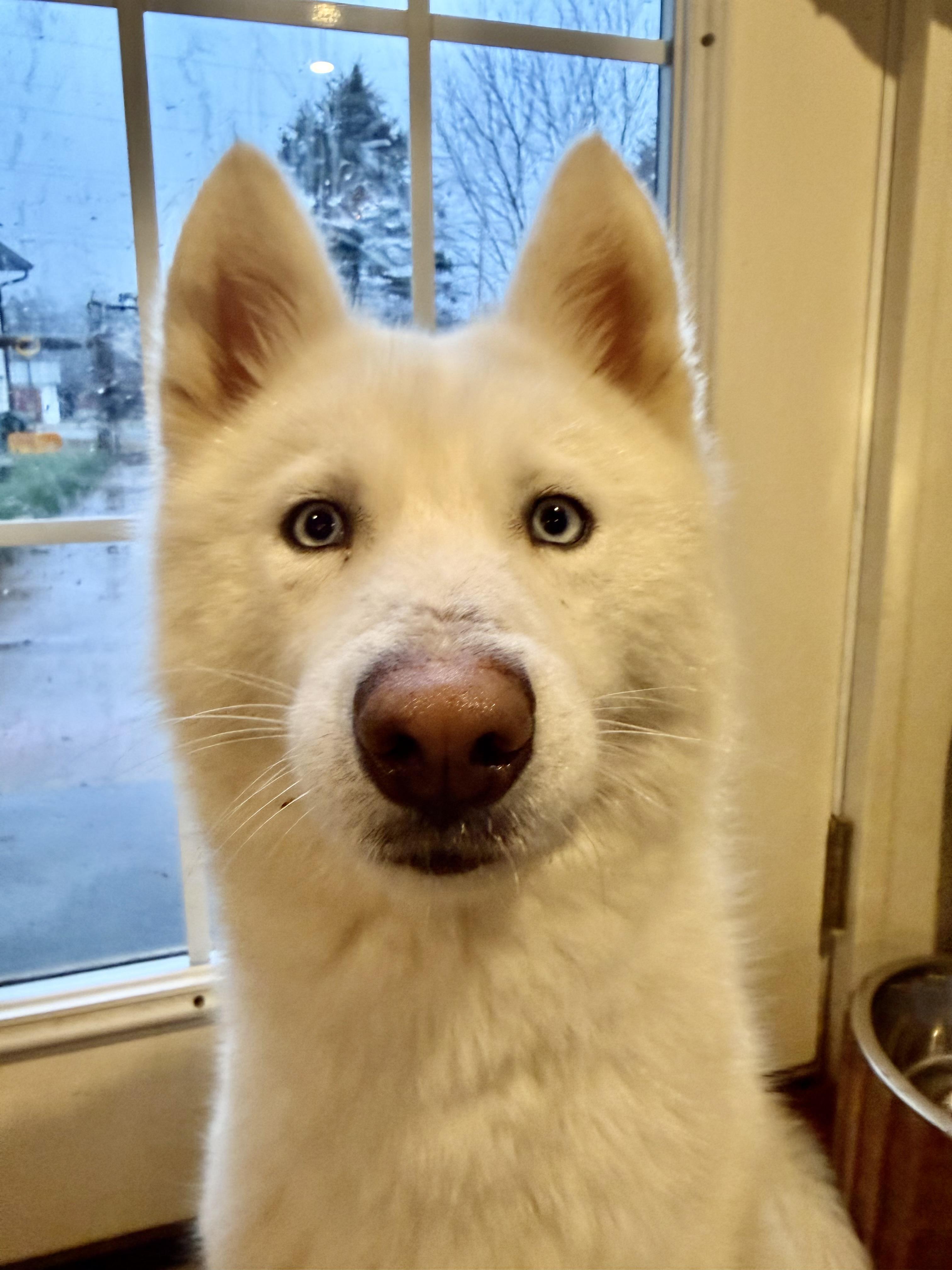 Tink - Adoptable Pet | Petfinder | Petfinder