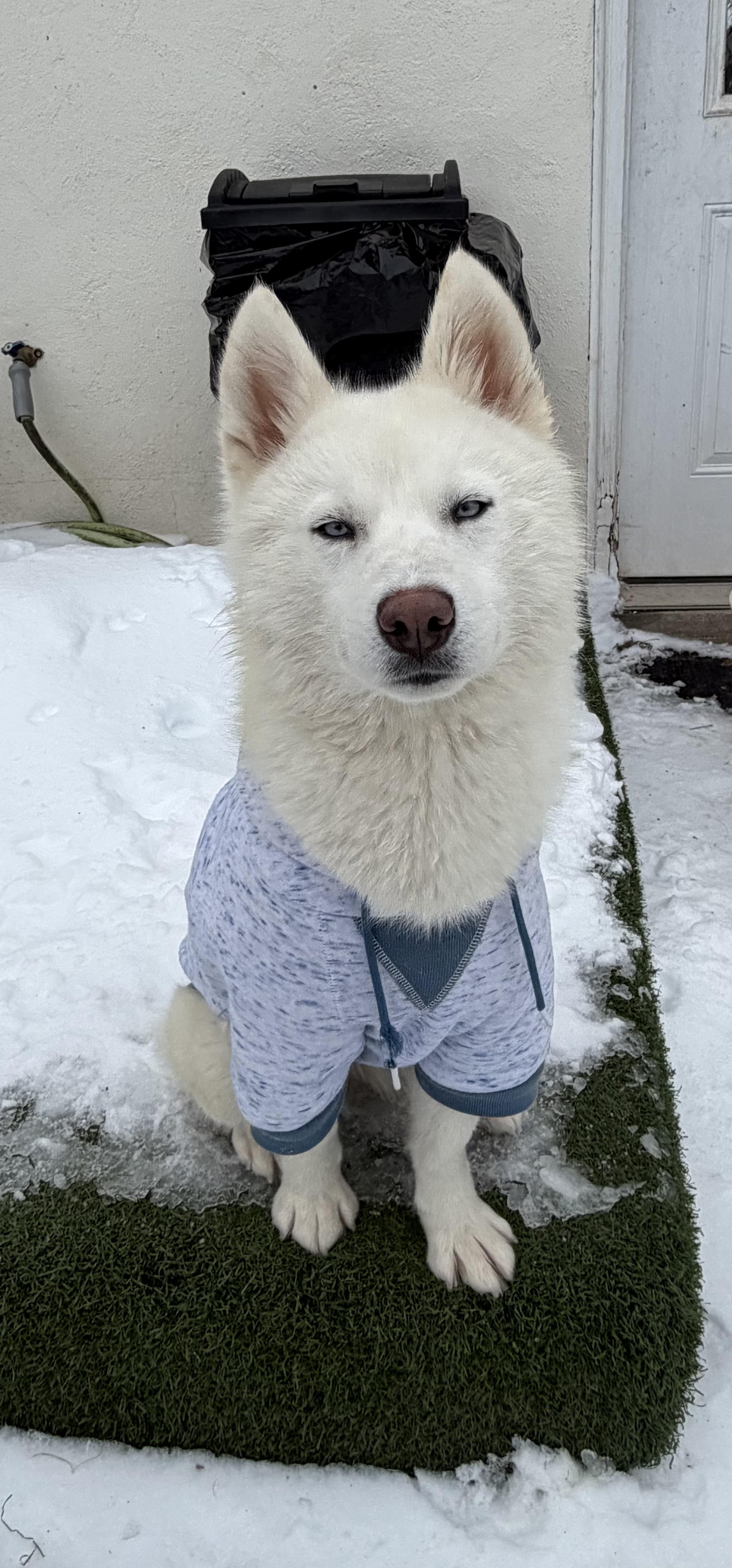 Tink - Adoptable Pet | Petfinder | Petfinder