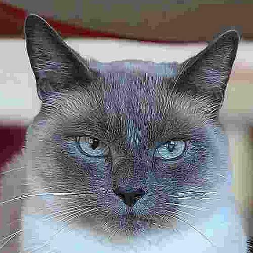 Cat for adoption - TORO, a Siamese in Sequim, WA | Petfinder