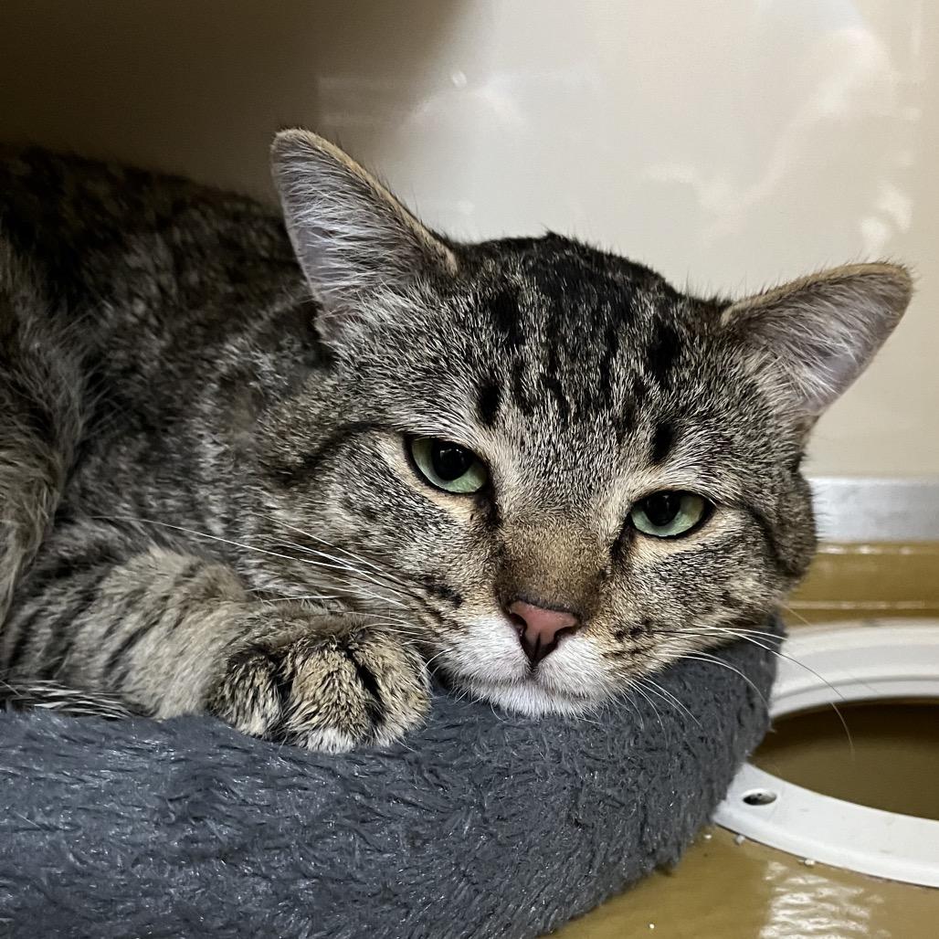 Adopt Enoch in Las Vegas | Domestic Short Hair cat | Buddy