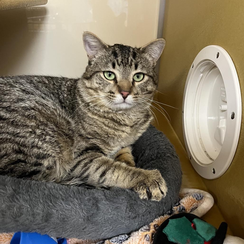 Adopt Enoch in Las Vegas | Domestic Short Hair cat | Buddy