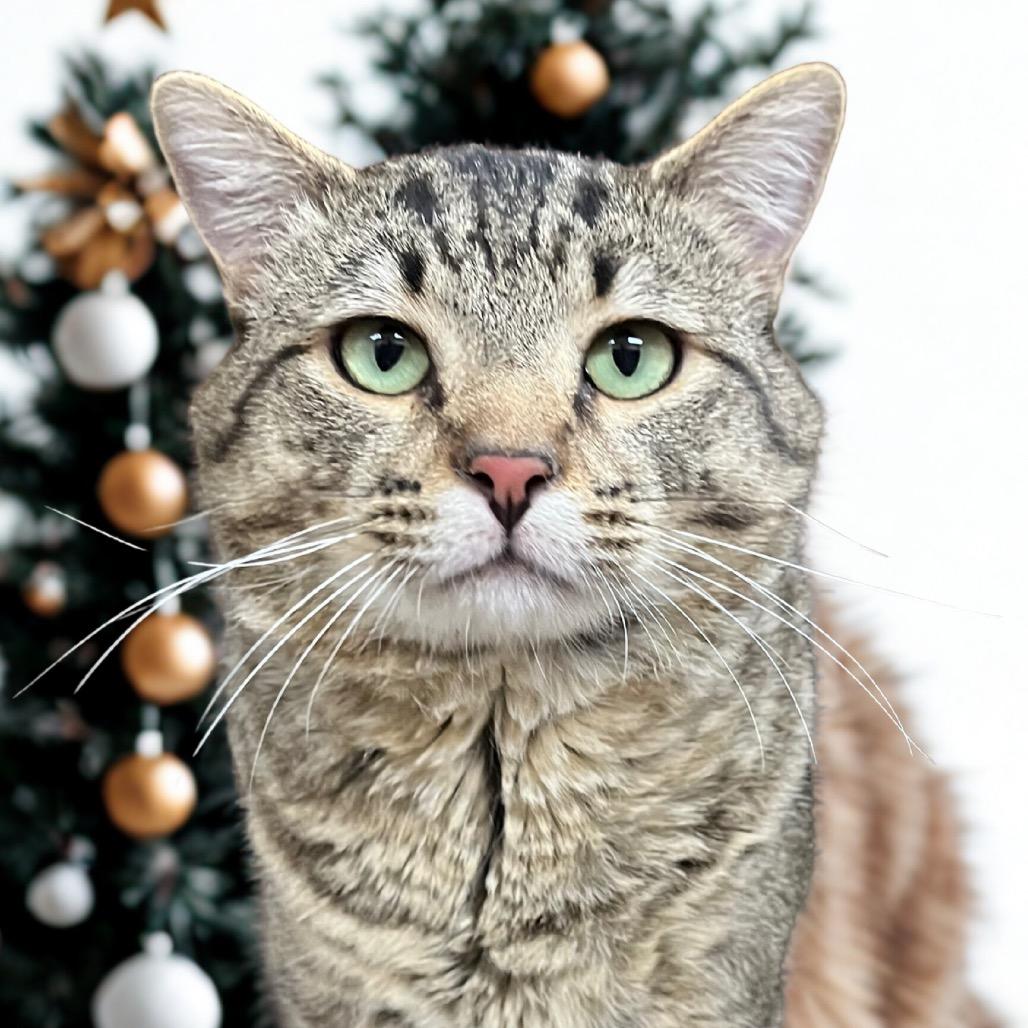 Adopt Enoch in Las Vegas | Domestic Short Hair cat | Buddy