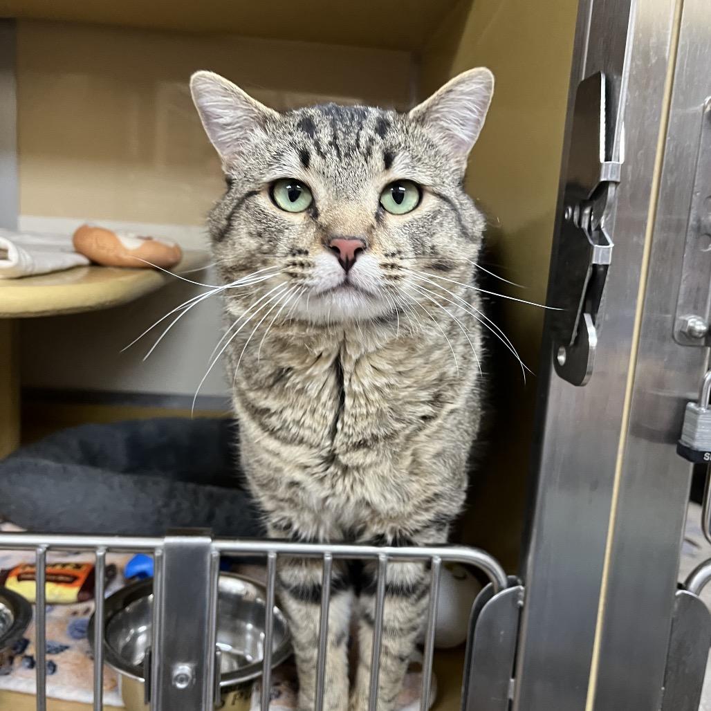 Adopt Enoch in Las Vegas | Domestic Short Hair cat | Buddy