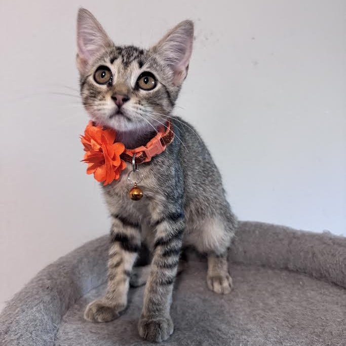 Cat for adoption - Nala, a Domestic Short Hair in Bangor, ME | Petfinder