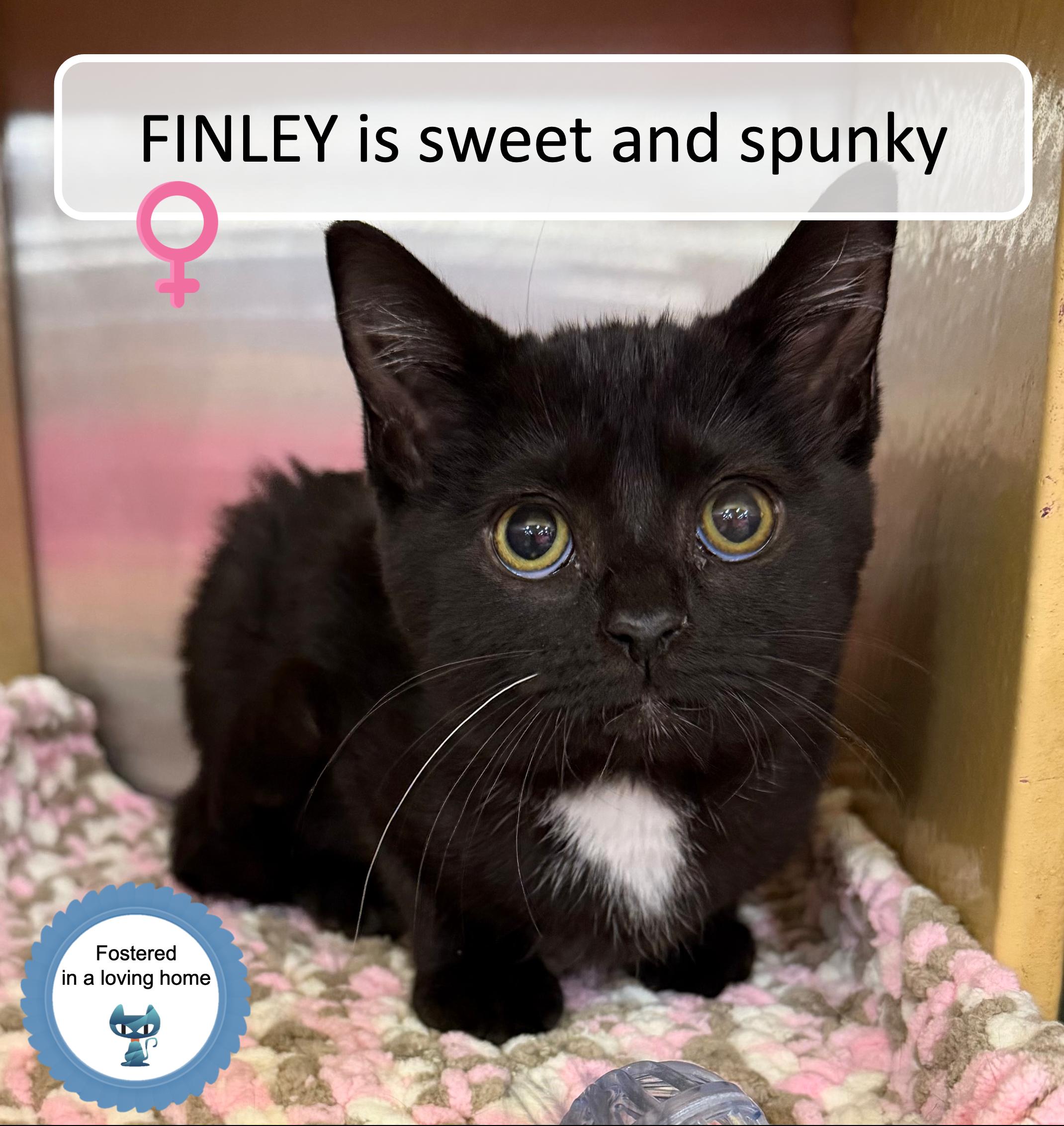 Cat for adoption - Finley, a Domestic Short Hair in Cincinnati, OH ...