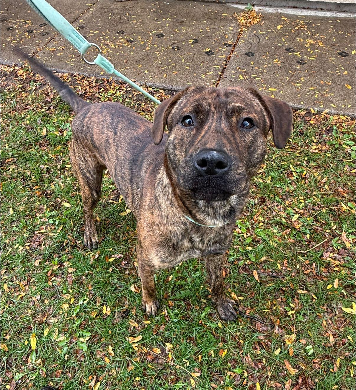 Dog for adoption - Barrett, a Pit Bull Terrier in Binghamton, NY ...
