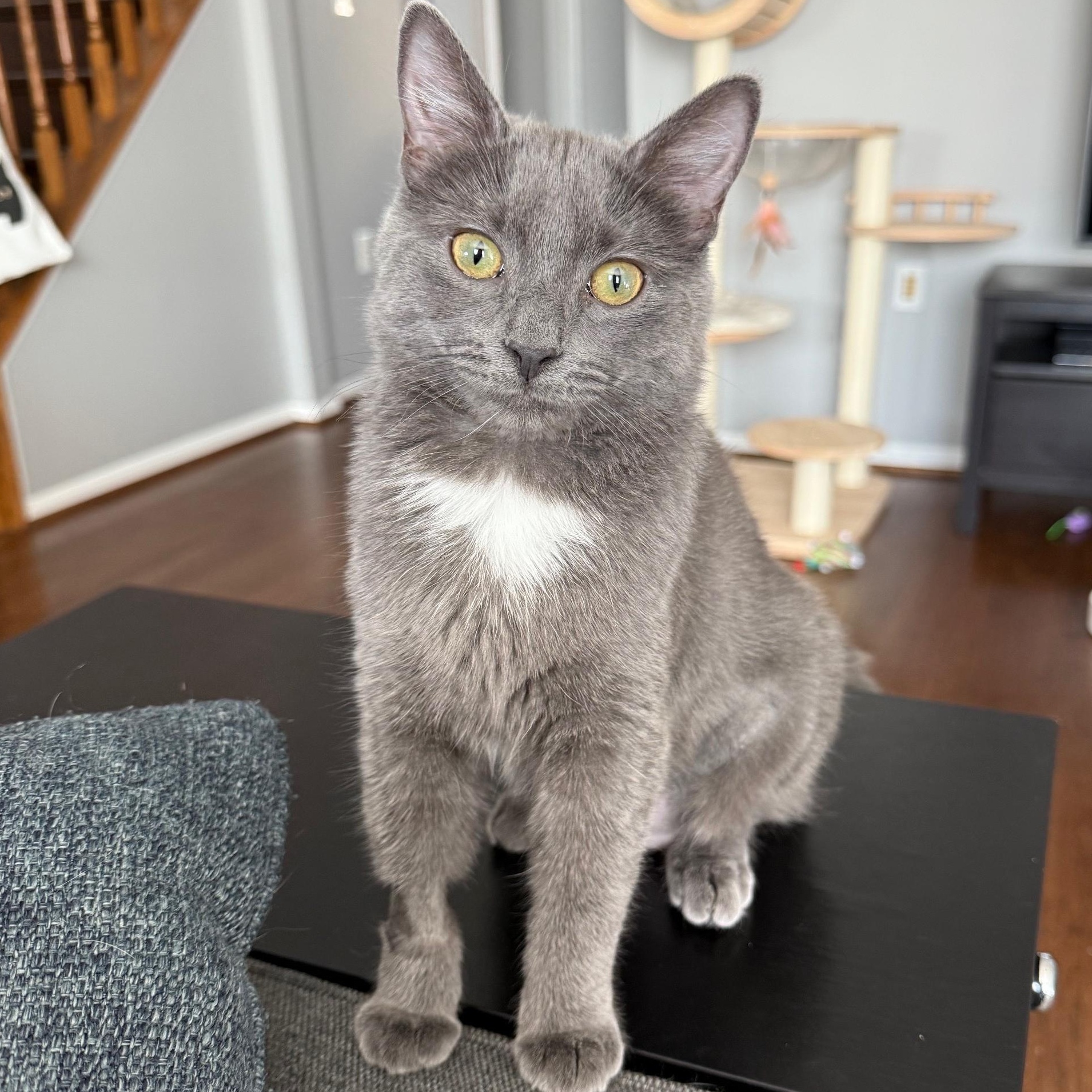 Cat for adoption - Vada, a Domestic Short Hair in Alexandria, VA ...