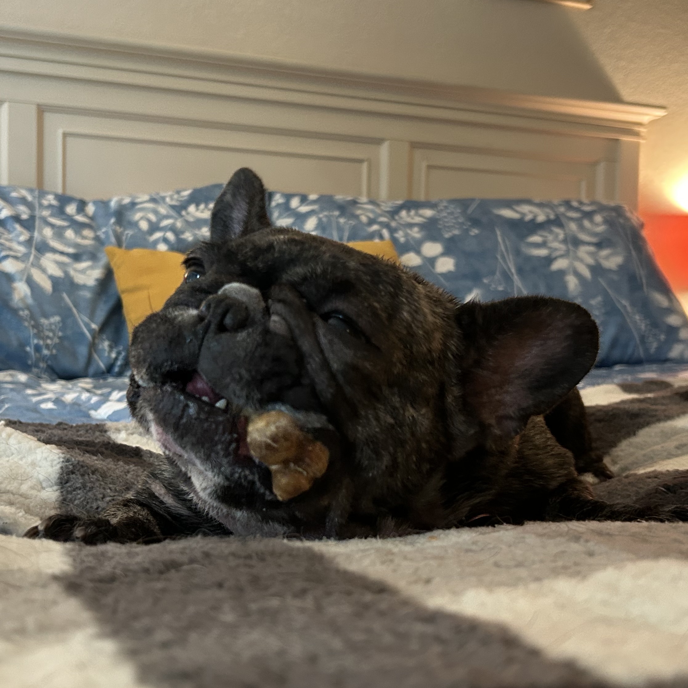 Dog for adoption - Frenchie, a French Bulldog Mix in Fort Worth, TX ...