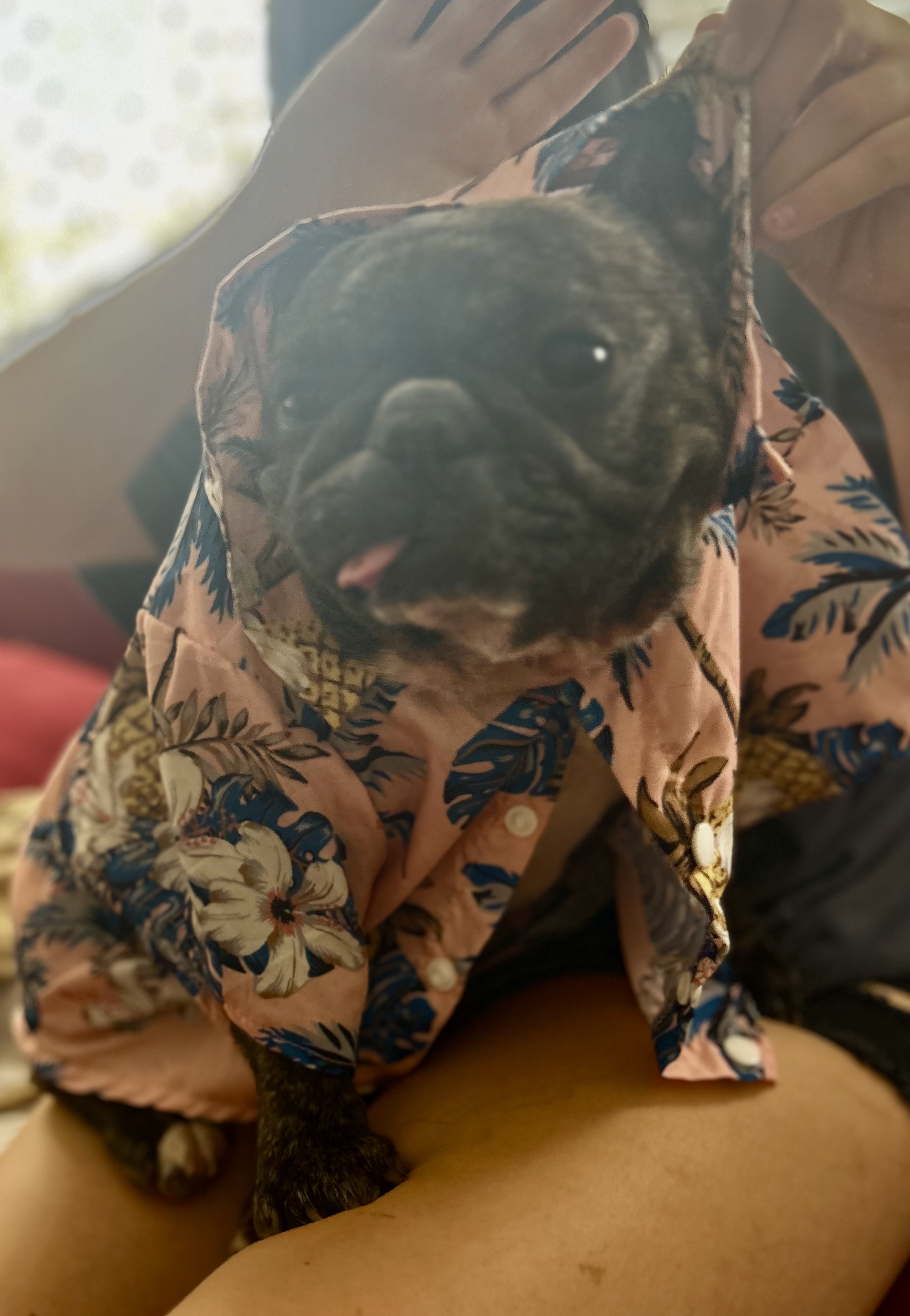 Dog for adoption - Frenchie, a French Bulldog Mix in Fort Worth, TX ...