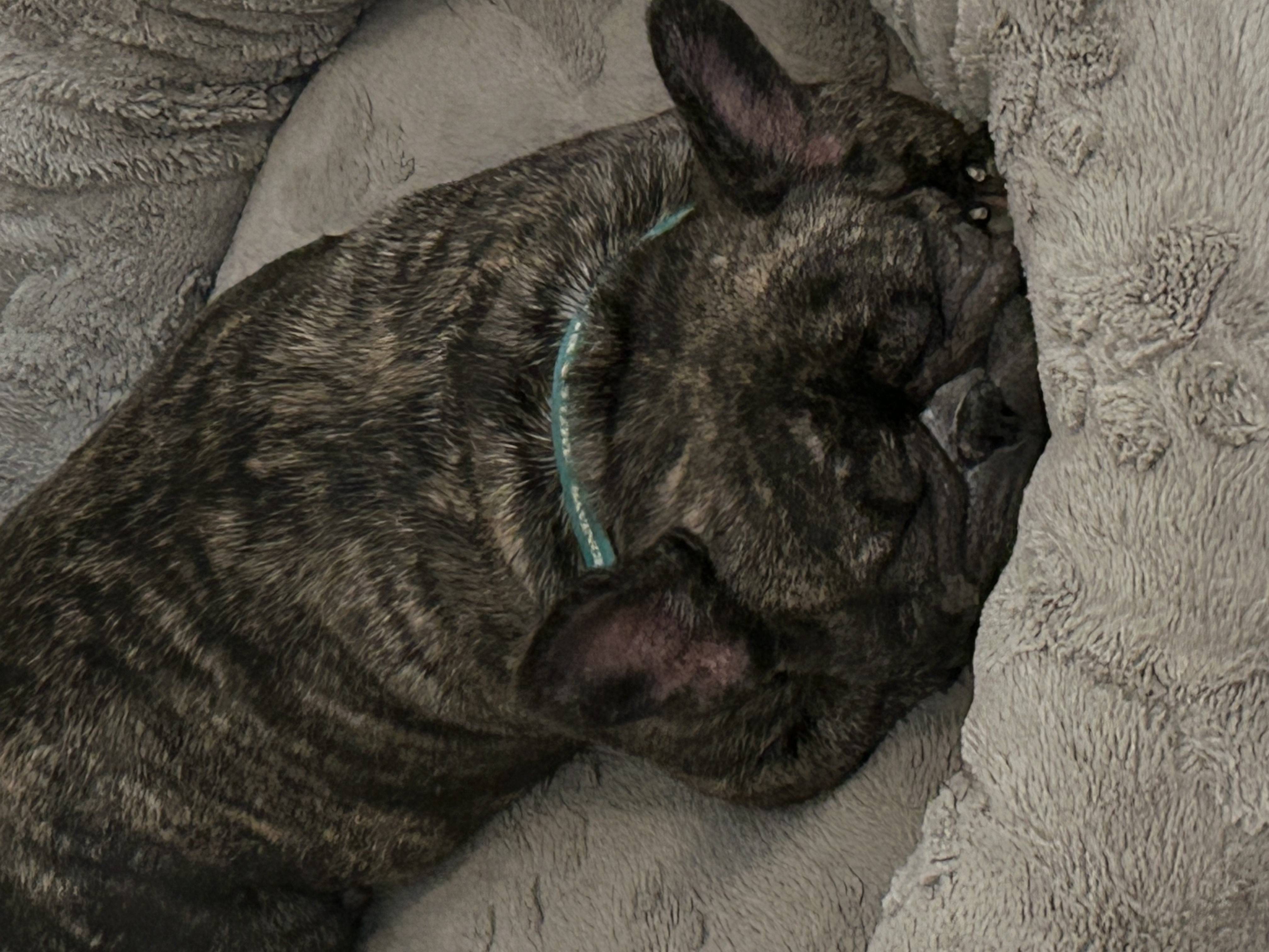 Dog for adoption - Frenchie, a French Bulldog Mix in Fort Worth, TX ...