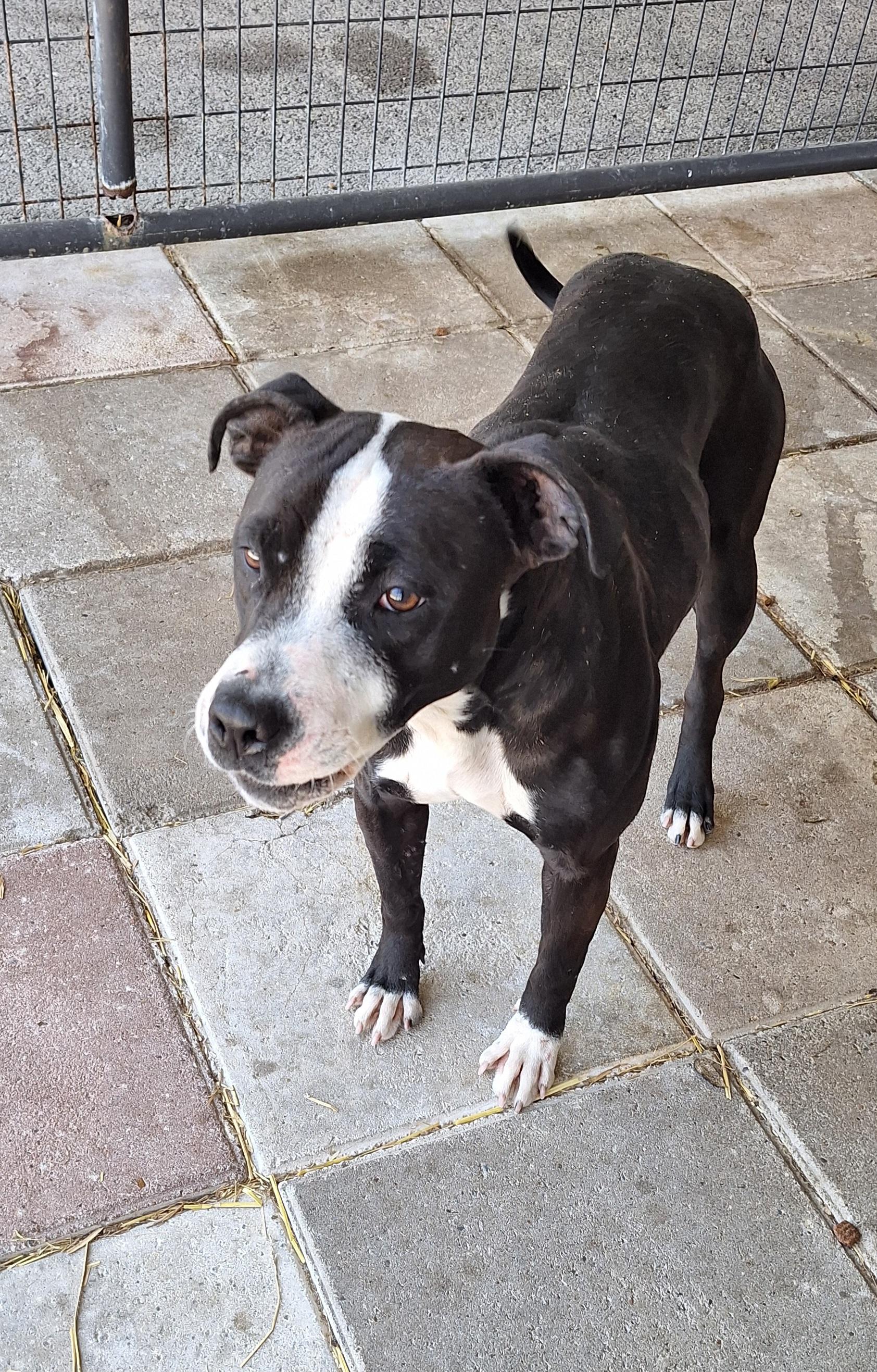 Dog for adoption - Sage, a Terrier Mix in Stanton, KY | Petfinder