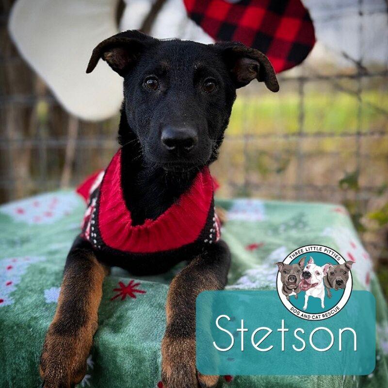 Dog for adoption - Stetson Olsen, a German Shepherd Dog Mix in Provo ...