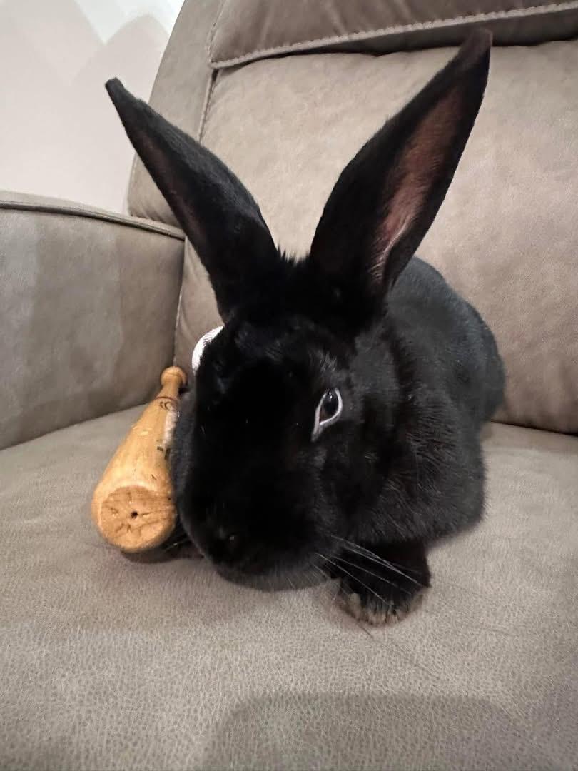 Rabbit for adoption - Ozzie Smith, a Bunny Rabbit in St. Charles, MO ...