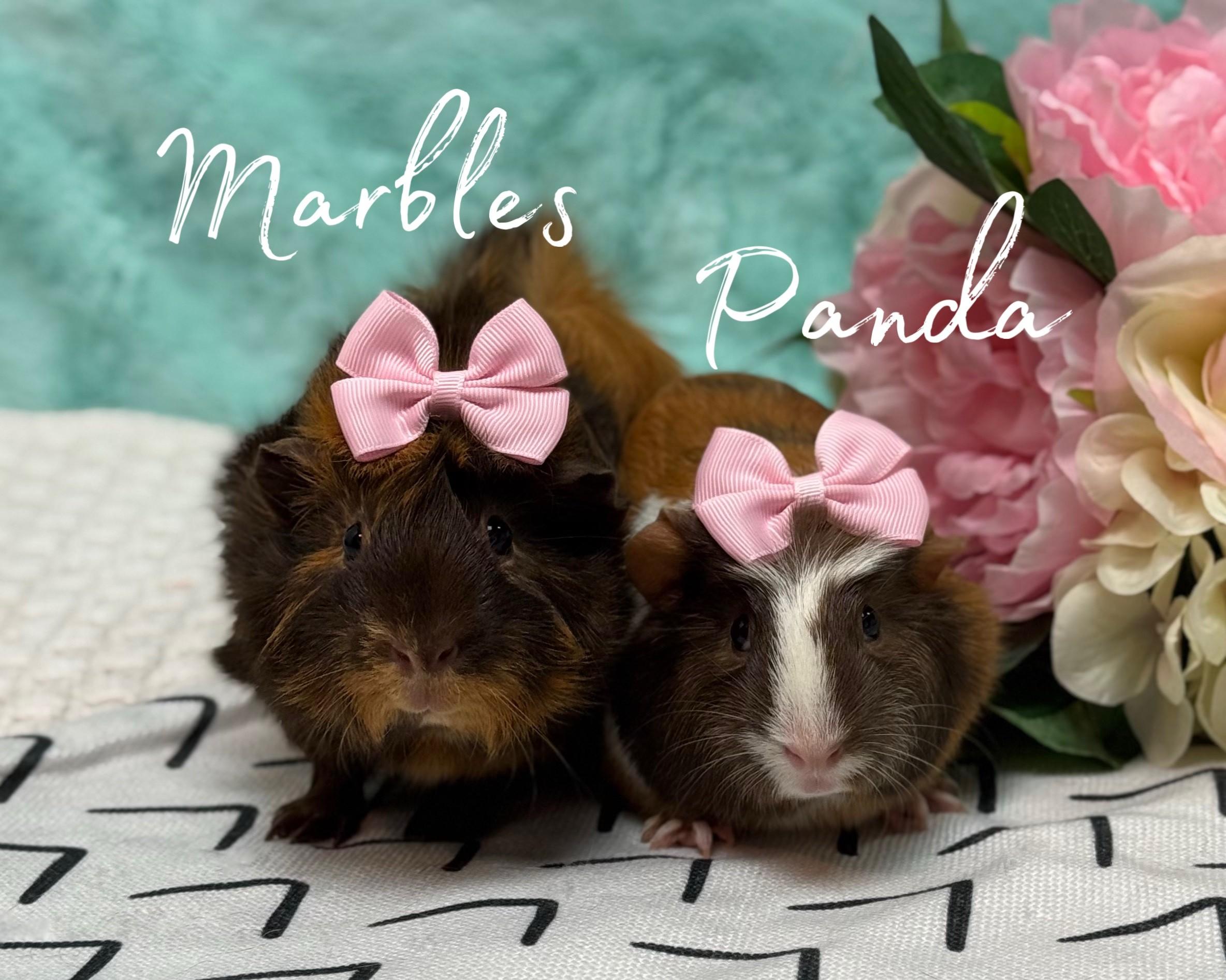 Guinea Pig for adoption - Marbles and Panda, a Guinea Pig in Knoxville ...