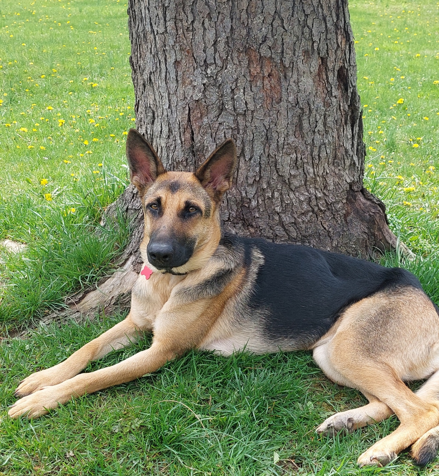 Adoptable Dogs — Susie Q Dog ResQ