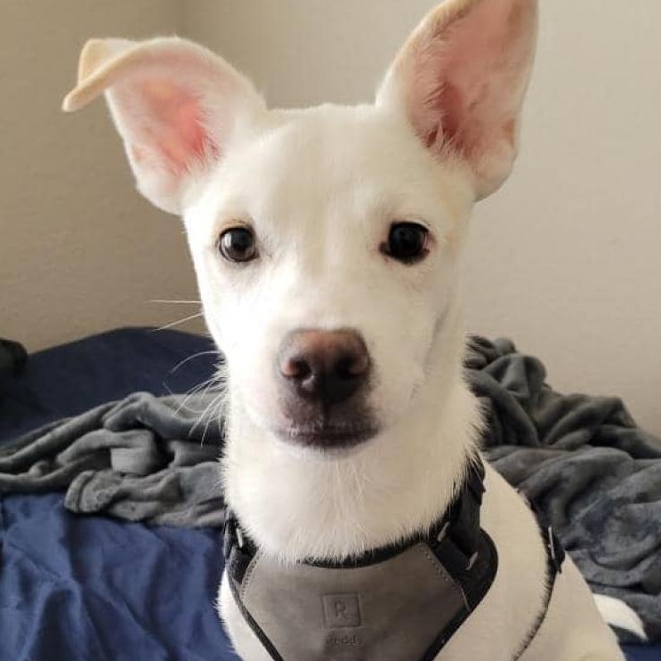 Dog for adoption - Phineas BW, a Terrier Mix in Catonsville, MD | Petfinder