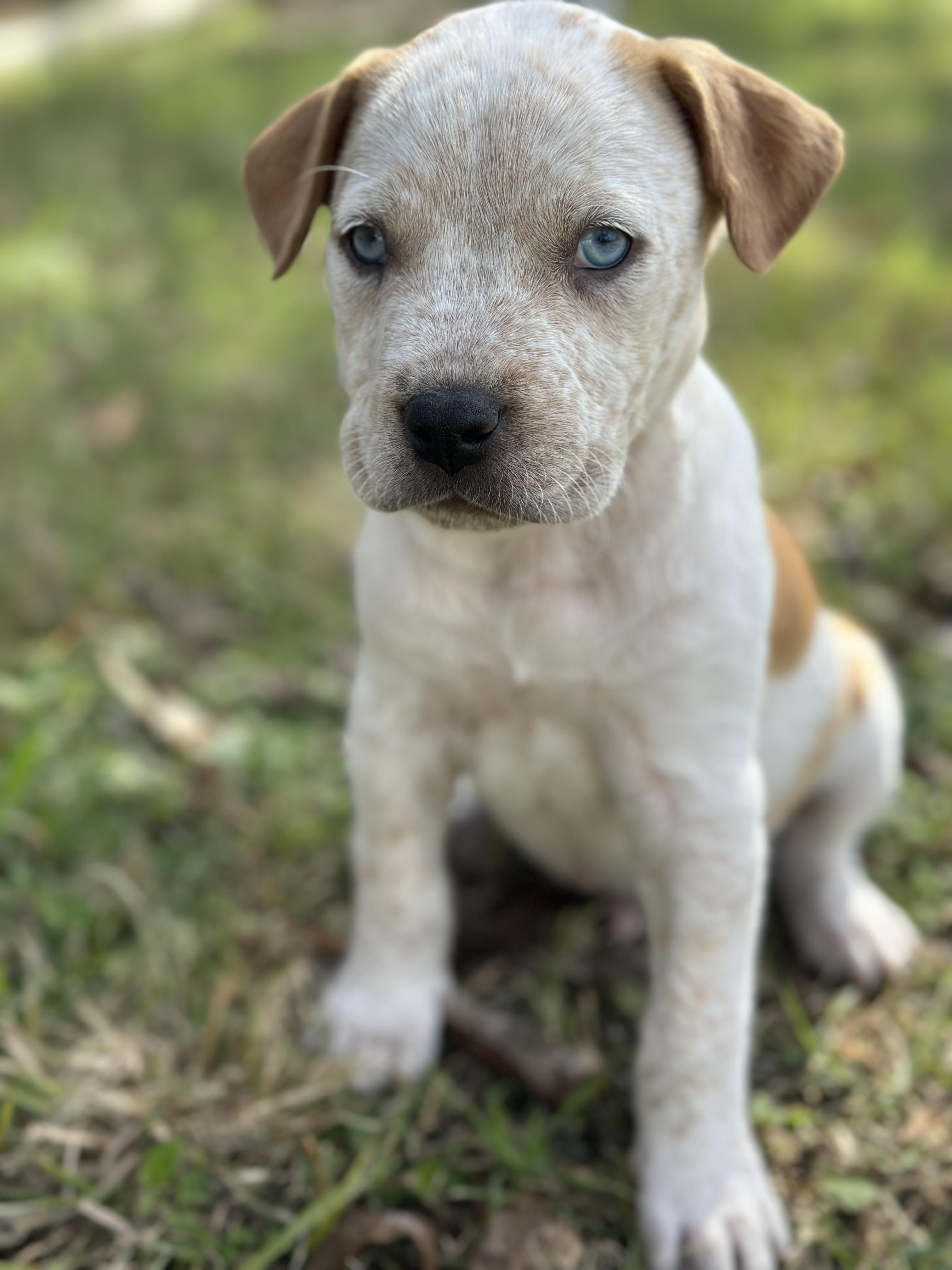 Dog for adoption - Dominic, a Labrador Retriever Mix in Cincinnati, OH ...