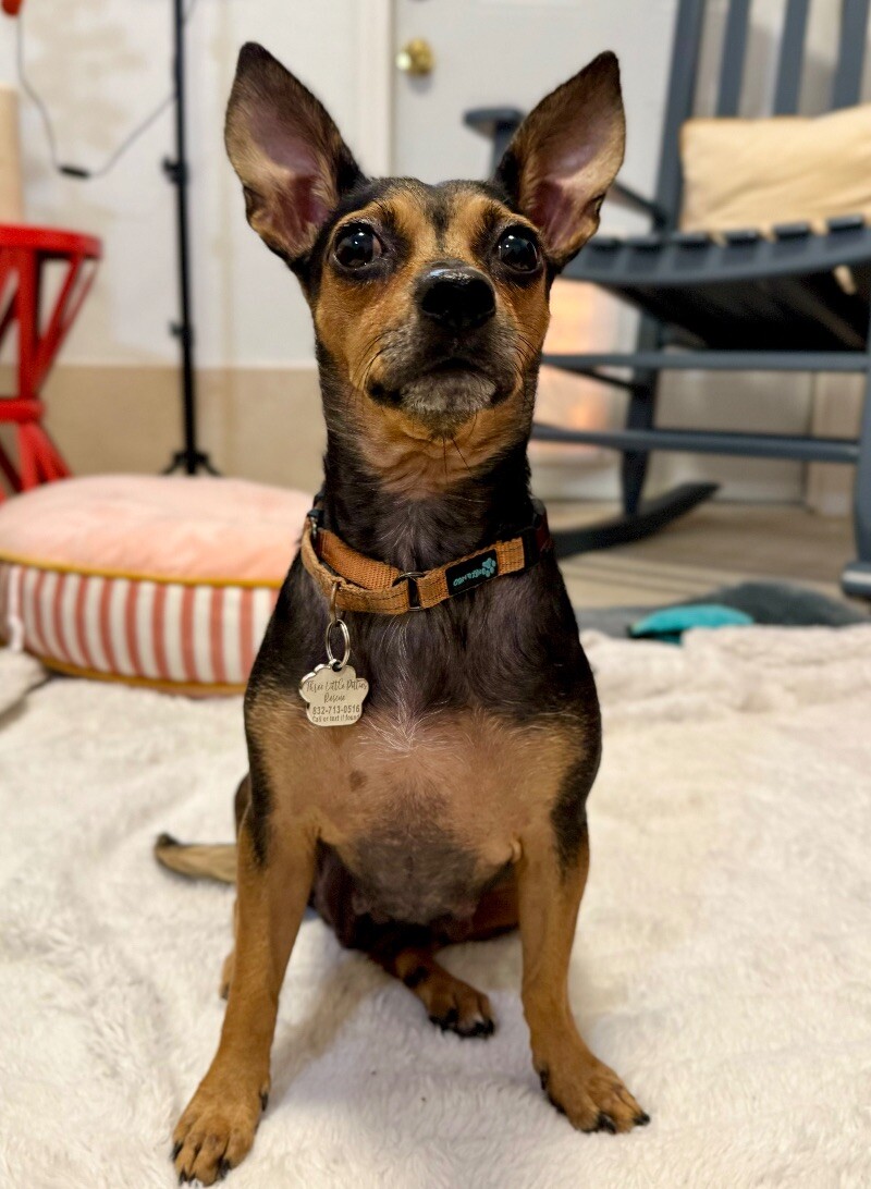 Dog for adoption - Seattle Layla Washington Snuggly Girl, a Chihuahua ...