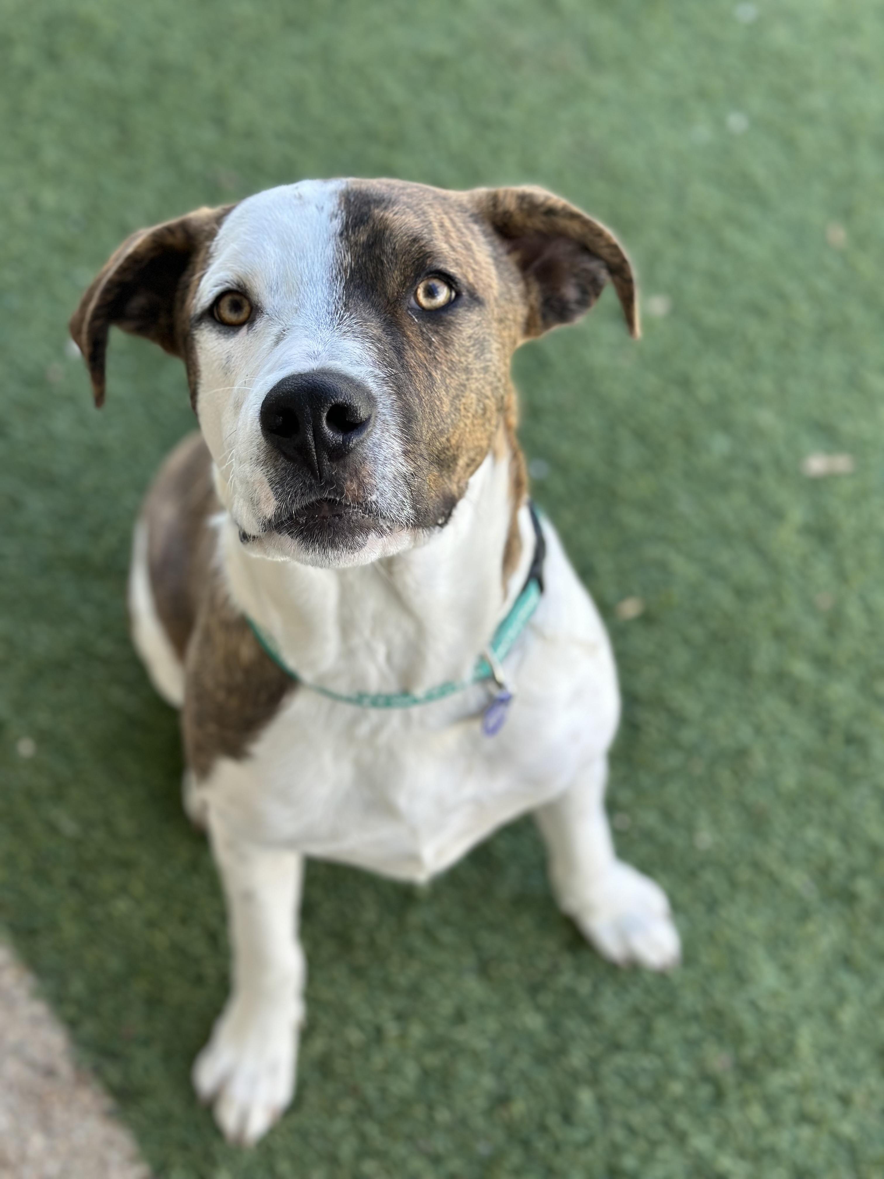 Dog for adoption - Pharr, a Pit Bull Terrier Mix in Denver, CO | Petfinder