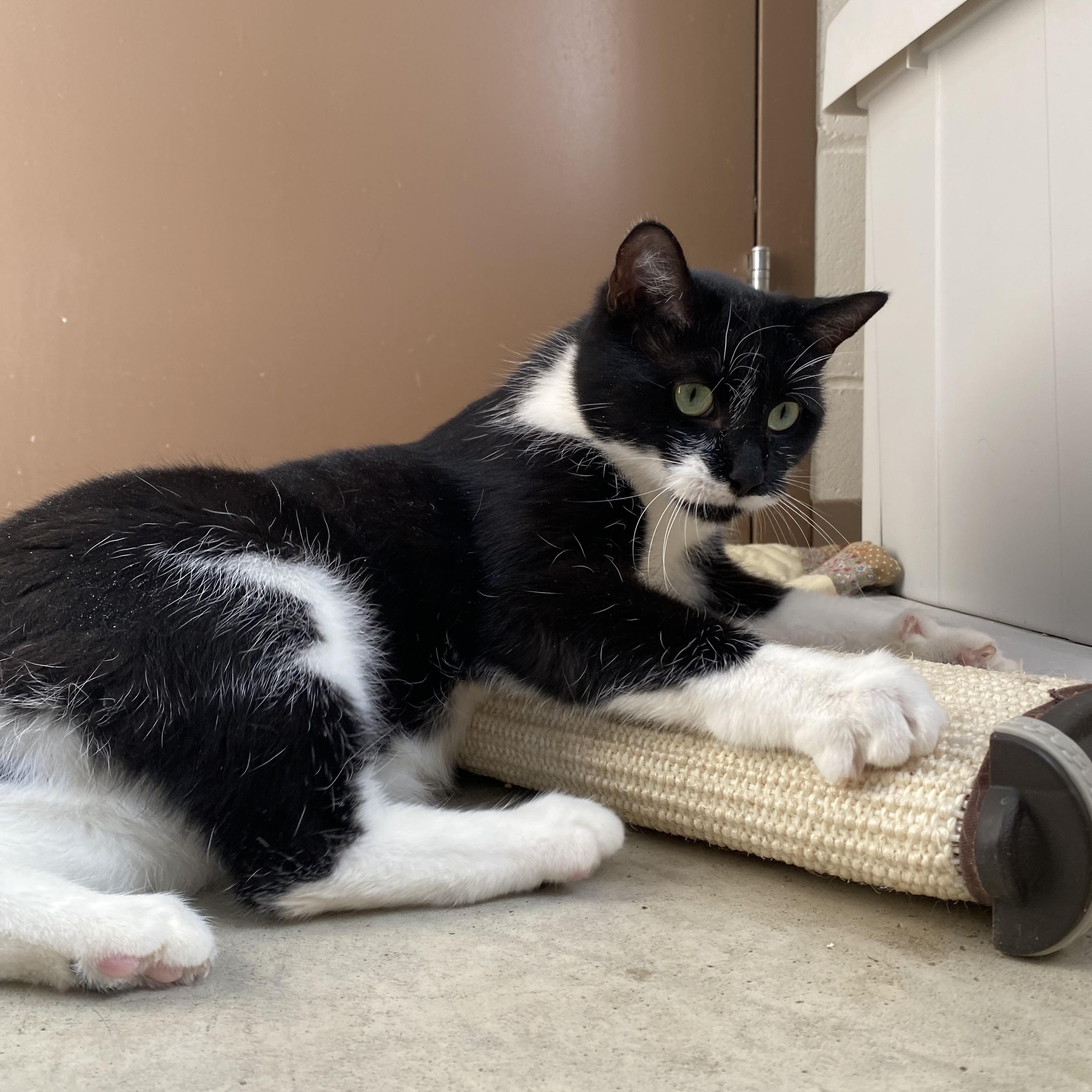 Cat for adoption - Jolene, a Domestic Short Hair in Cannington, ON ...