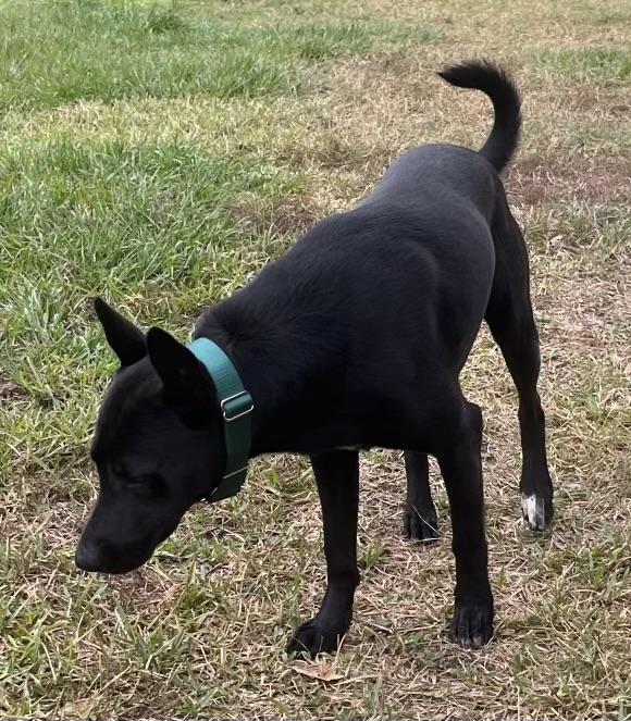 Dog for adoption - Rooster, a Shepherd in N Charleston , SC | Petfinder